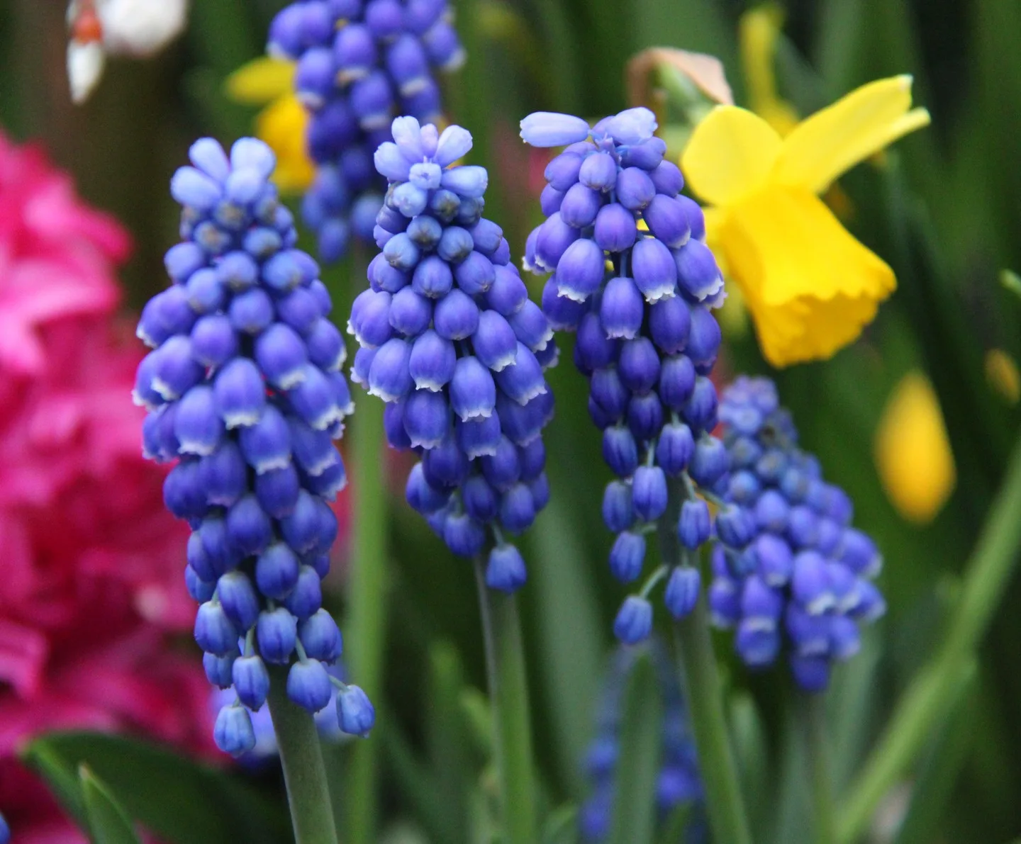Plant FAQs: Muscari Botryoides - Grape Hyacinth