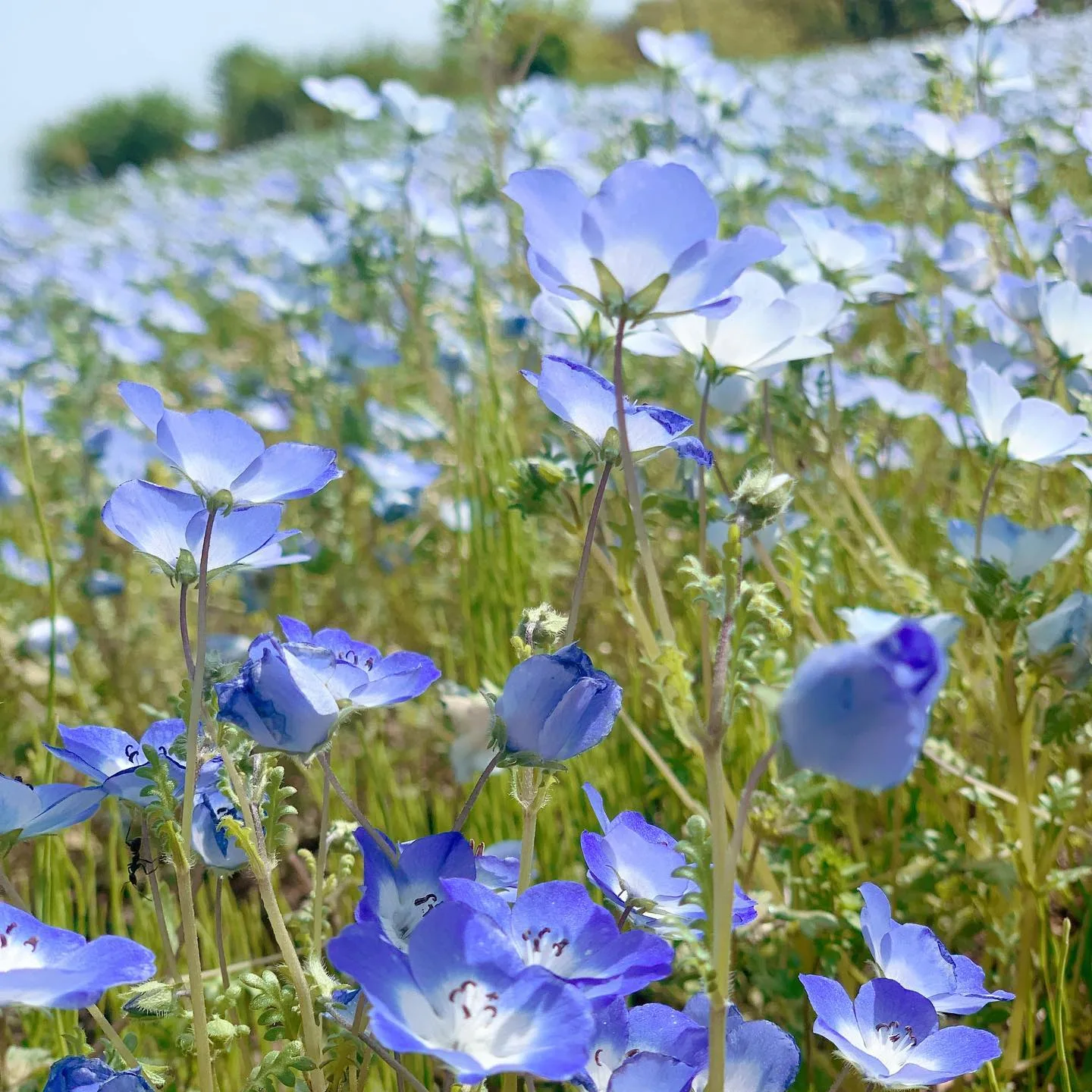 Plant FAQs: Nemophila Menziesii - Baby Blue Eyes Wildflower