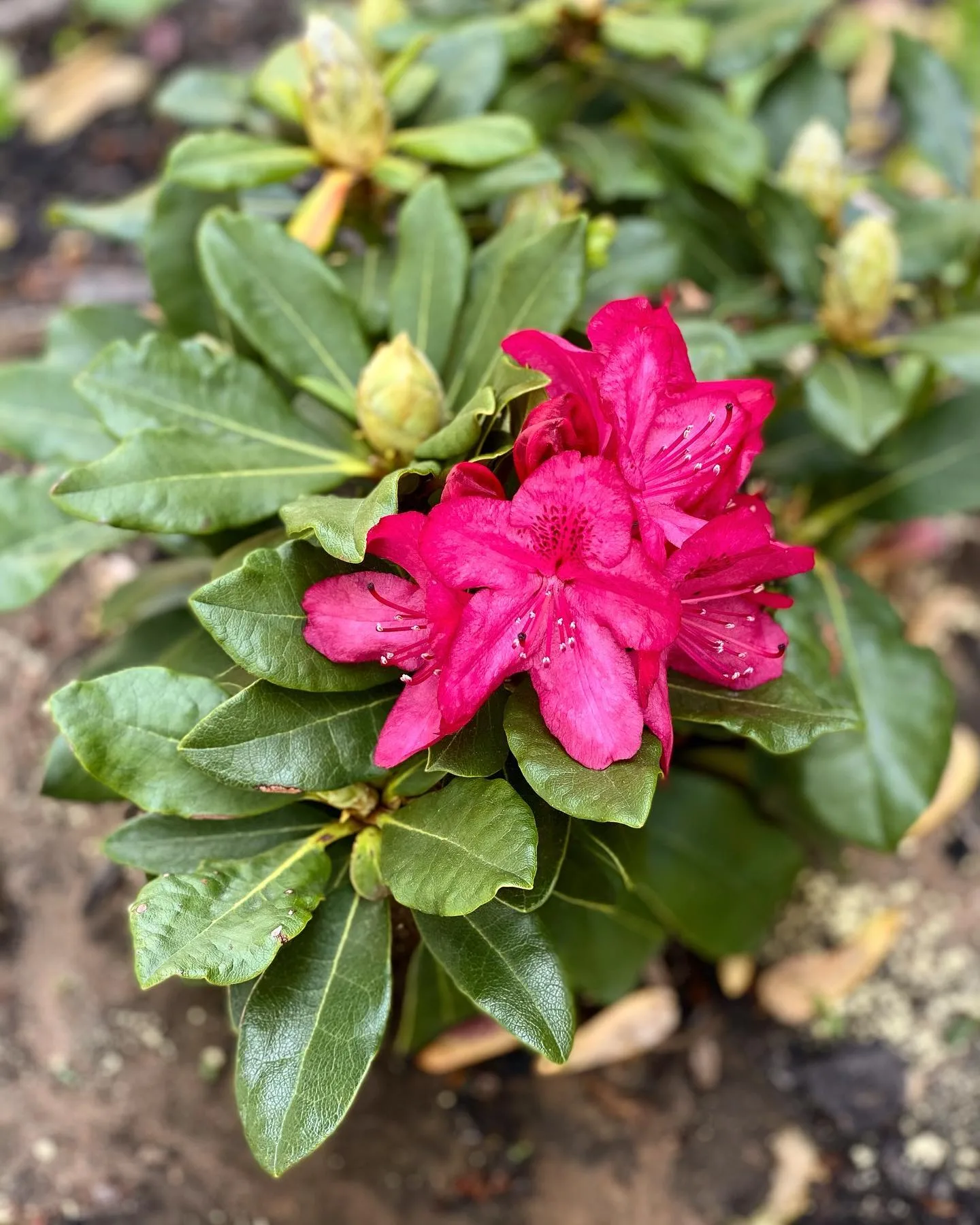 Plant FAQs: Nova Zembla Rhododendron