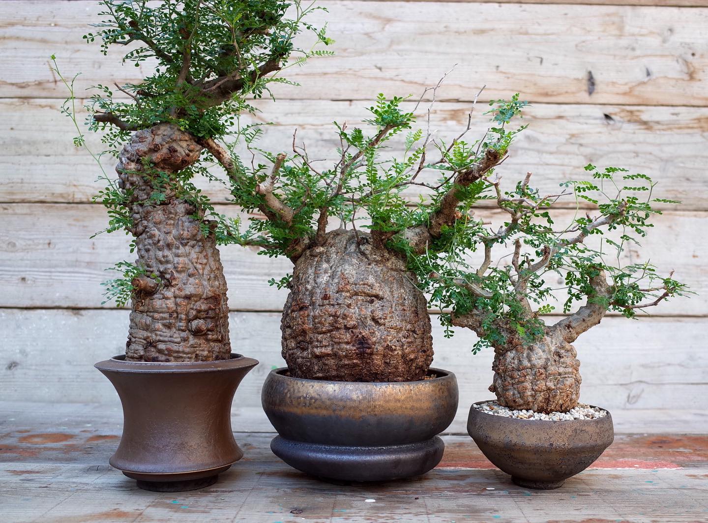 Plant FAQs: Operculicarya Decaryi