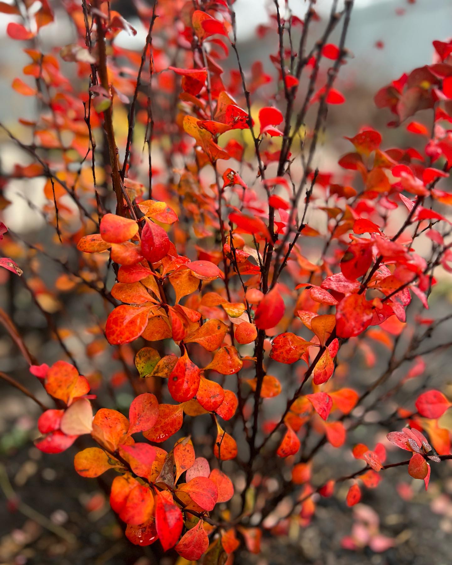 Plant FAQs: Orange Rocket Berberis