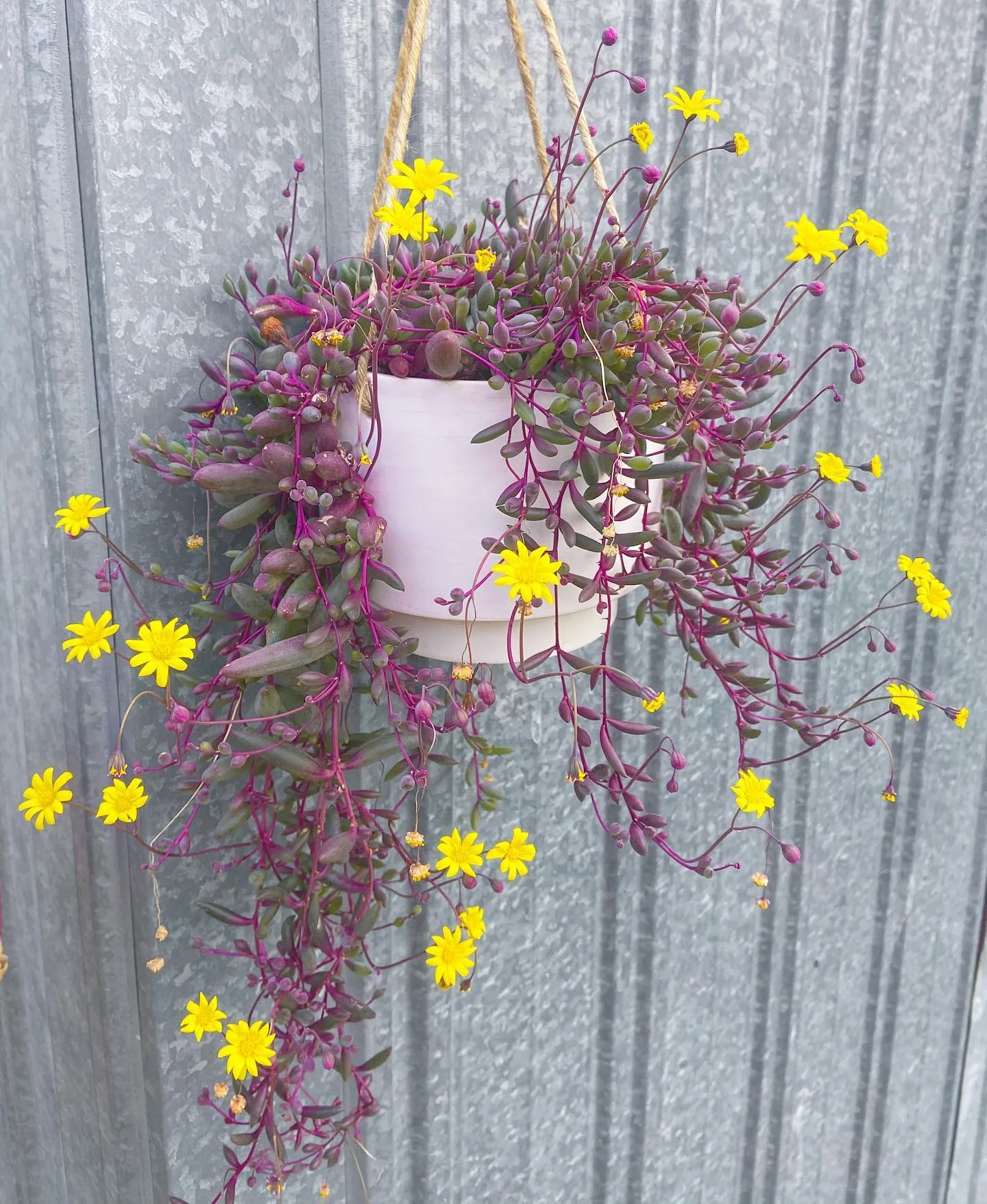Plant FAQs: Othonna Capensis - Crassothonna Capensis