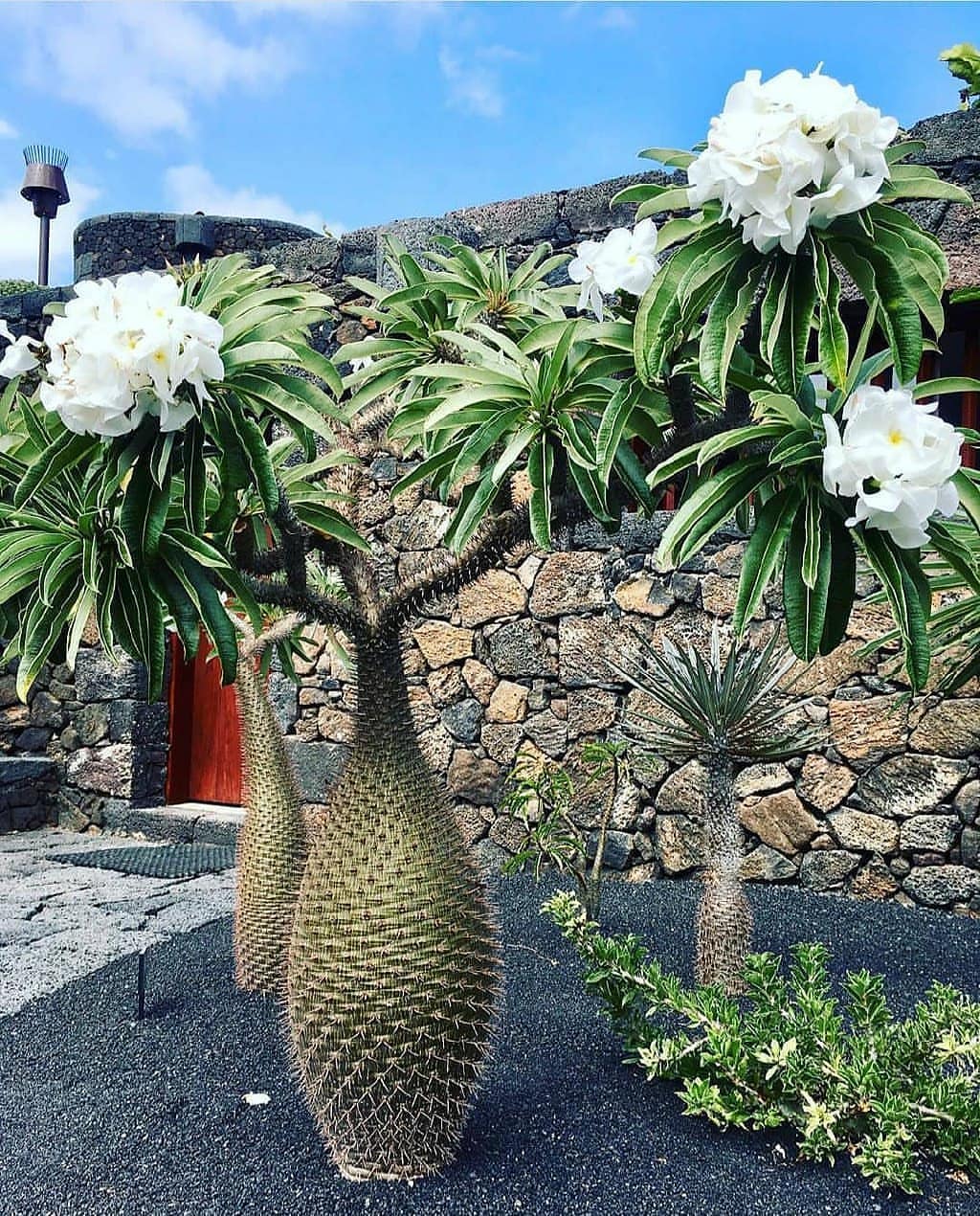 Plant FAQs: Pachypodium Lamerei - Madagascar Palm