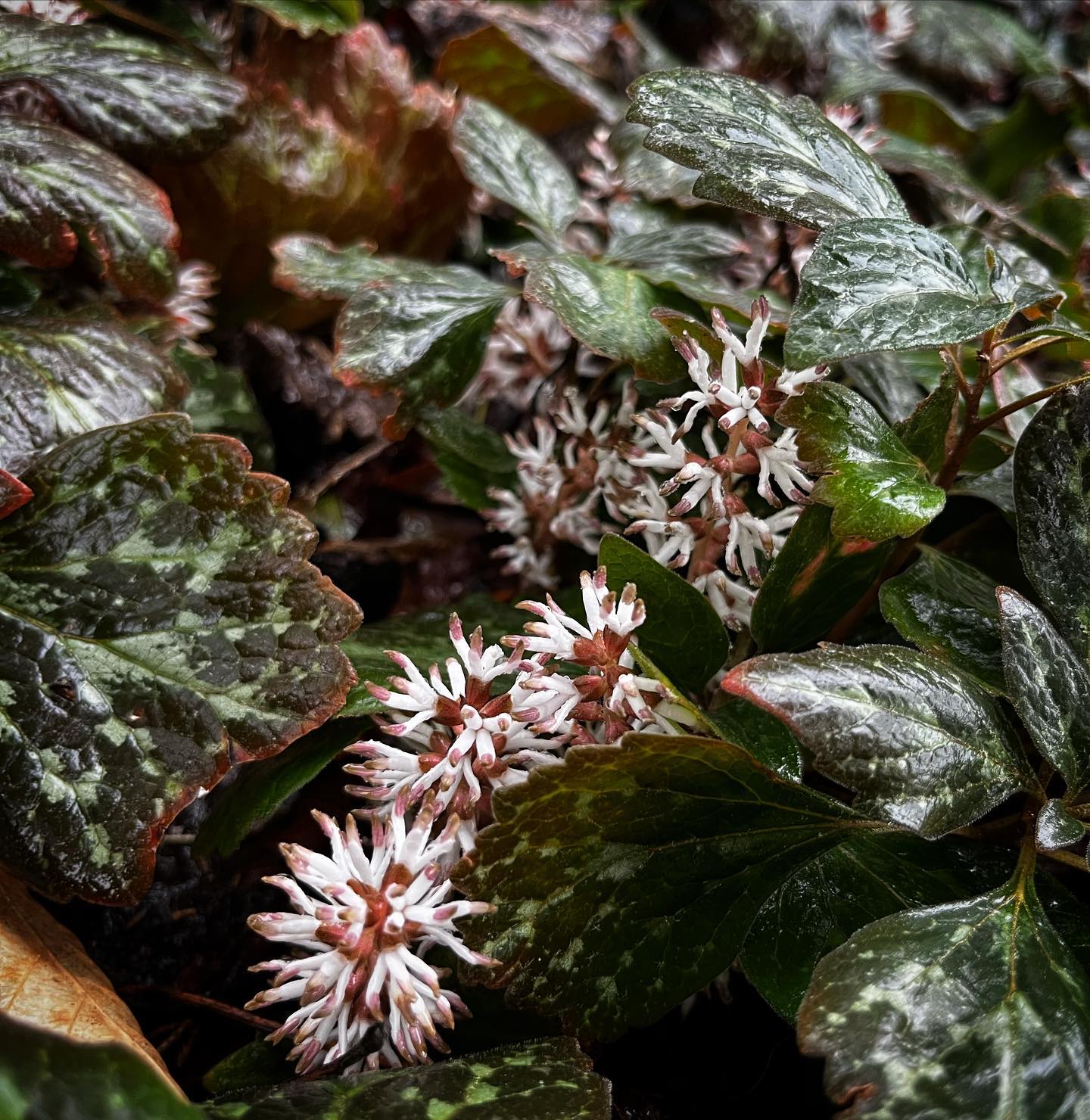 Plant FAQs: Pachysandra Procumbens