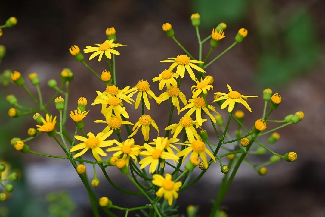 Plant FAQs: Packera Anonyma