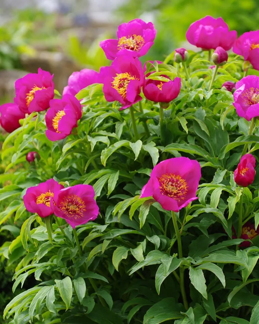 Plant FAQs: Paeonia Officinalis