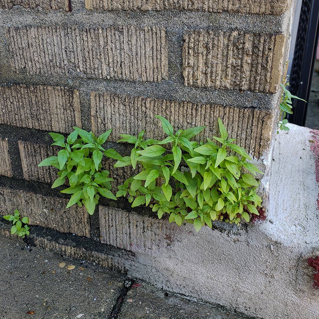 Plant FAQs: Parietaria Pensylvanica
