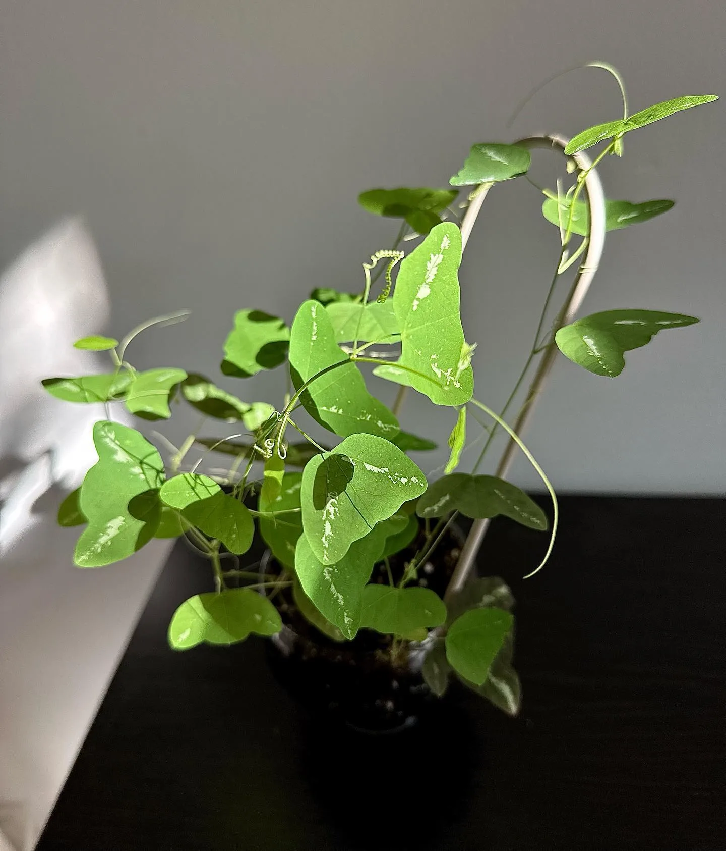 Plant FAQs: Passiflora Colinvauxii