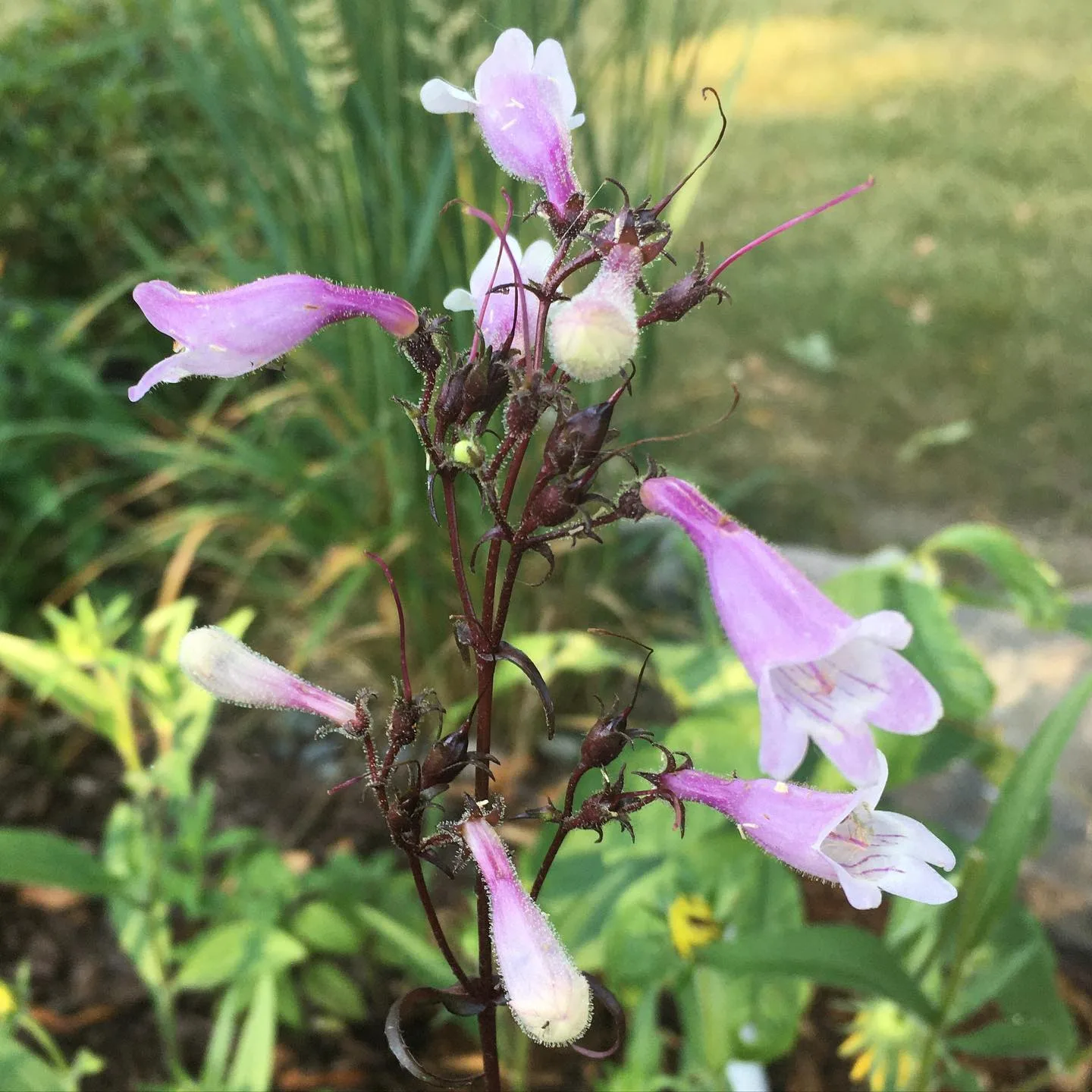 Plant FAQs: Penstemon Dark Towers
