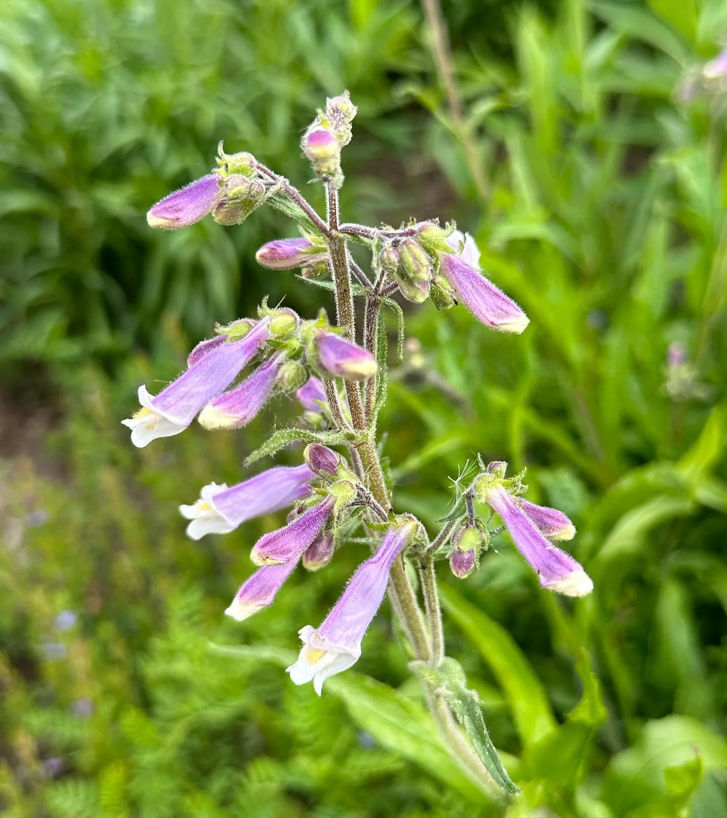 Plant FAQs: Penstemon Hirsutus