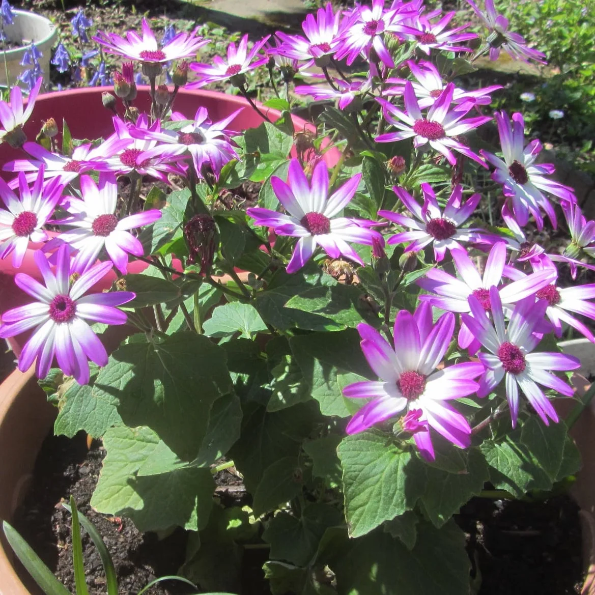 Plant FAQs: Pericallis