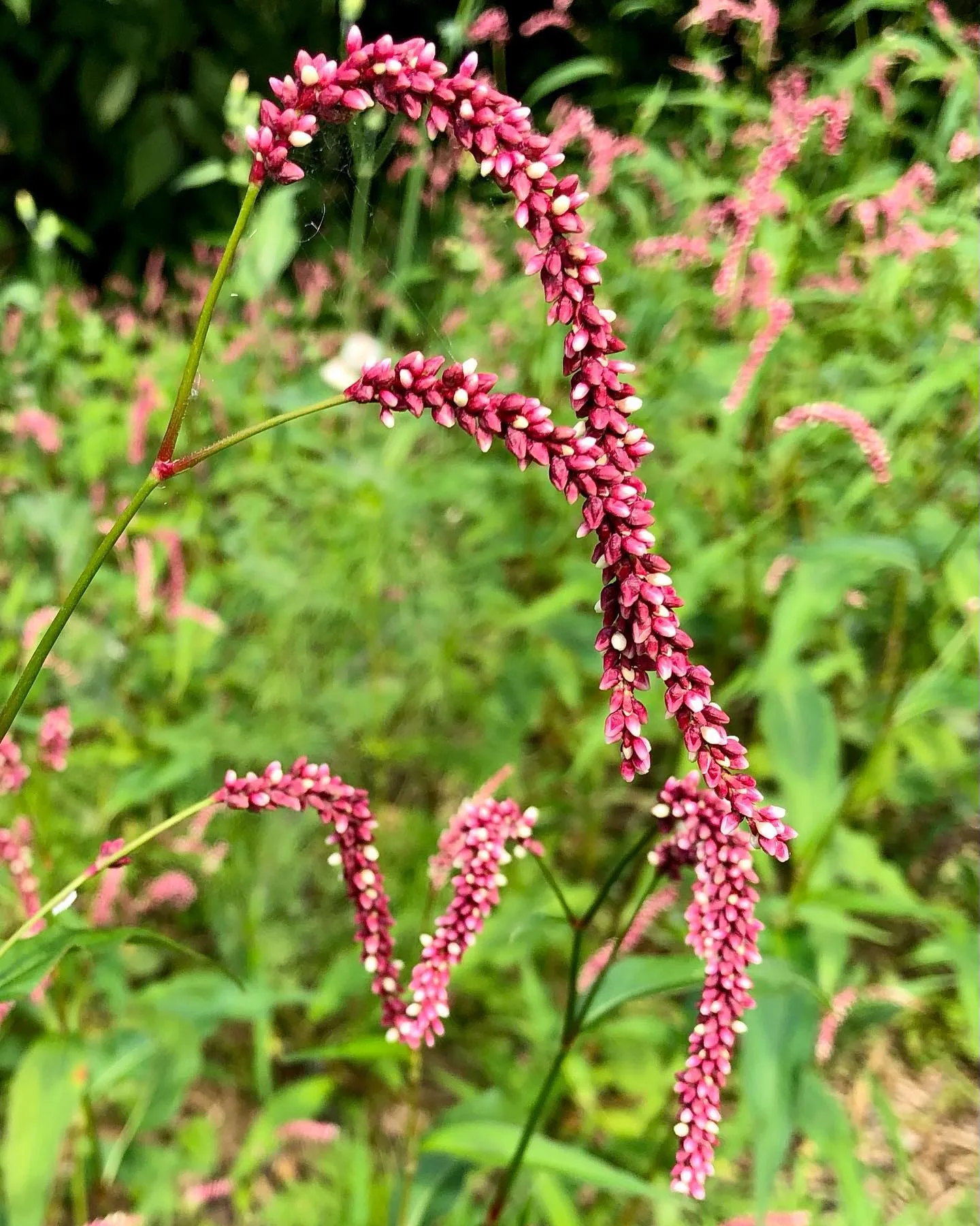 Plant FAQs: Persicaria Lapathifolia