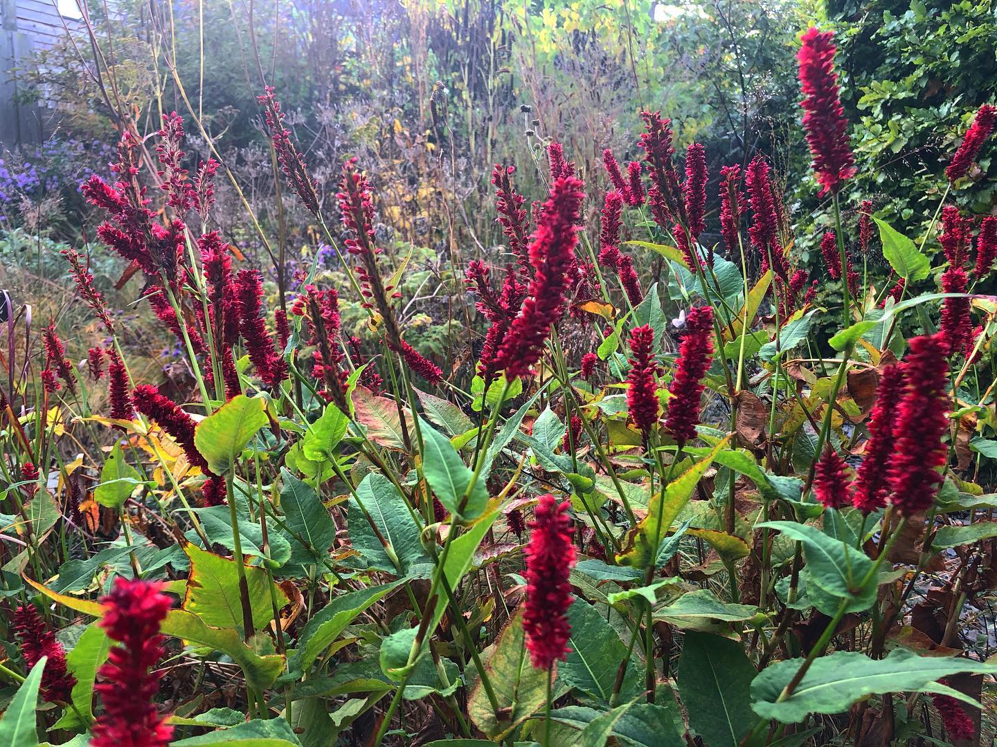 Plant FAQs: Persicaria