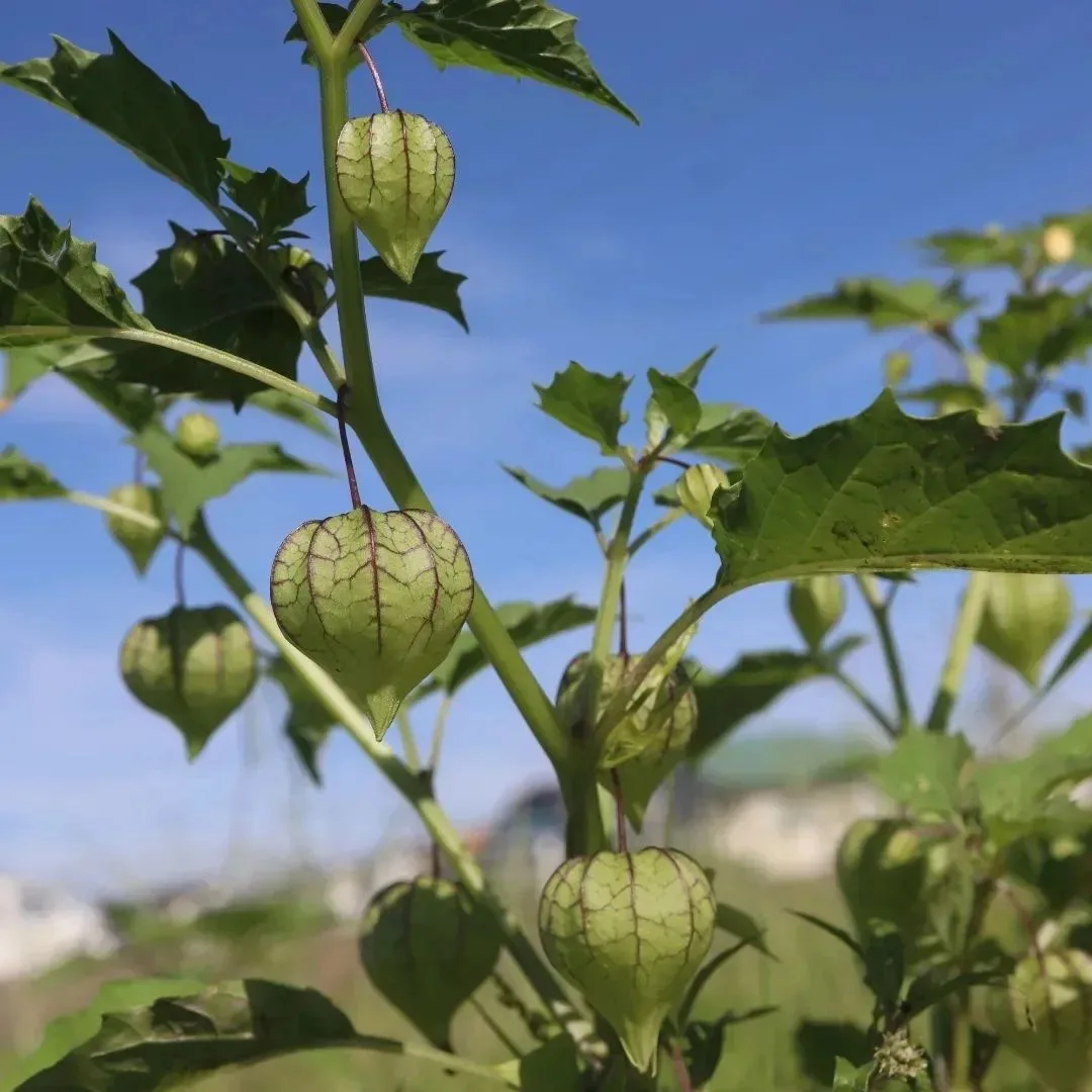 Plant FAQs: Physalis Angulata