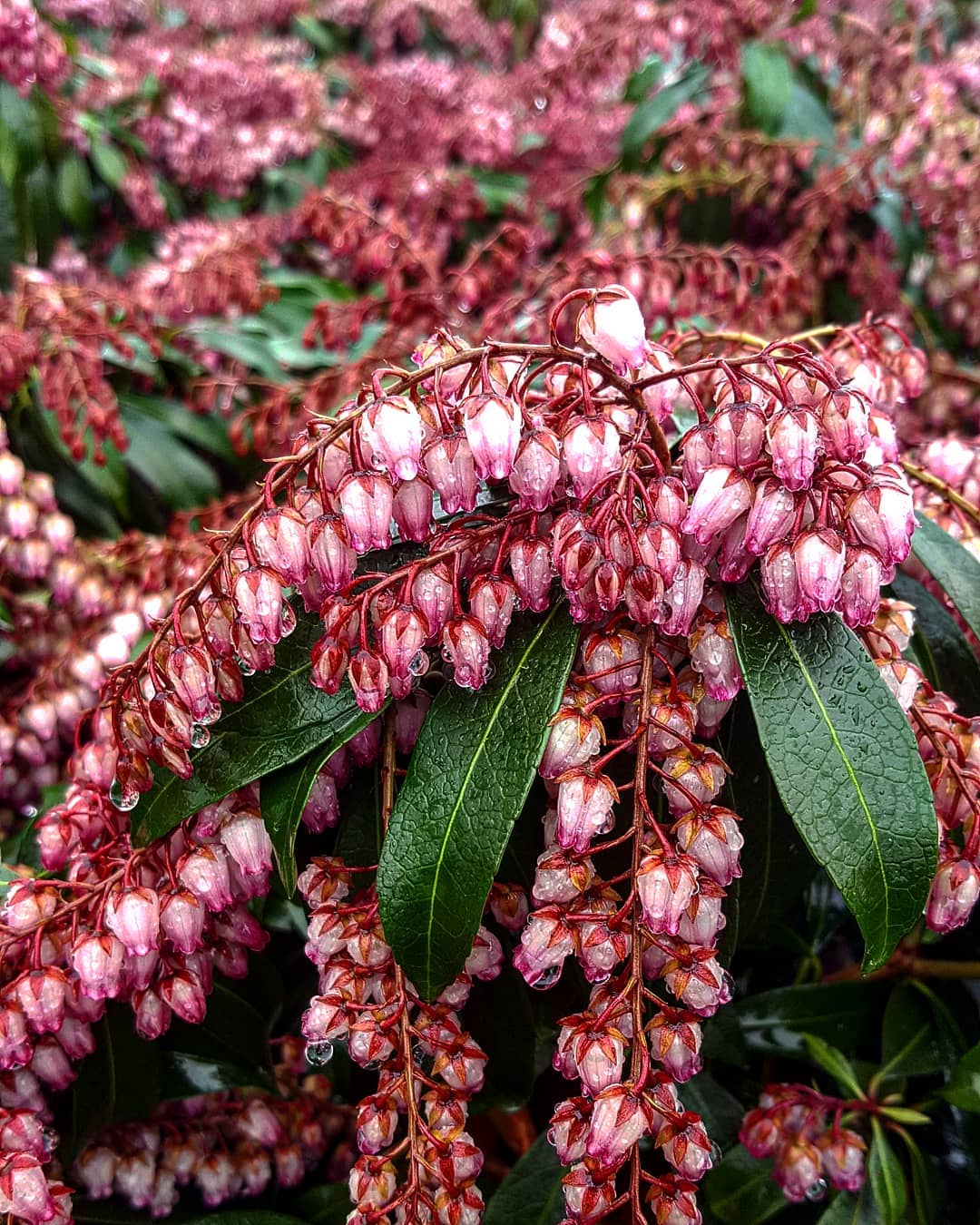 Plant FAQs: Pieris Katsura