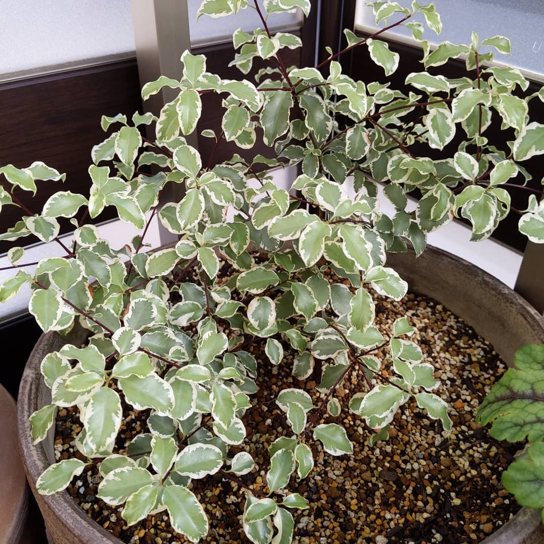 Plant FAQs: Pittosporum Tenuifolium