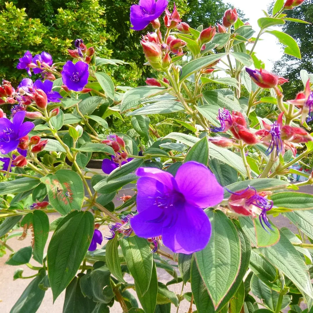 Plant FAQs: Pleroma Urvilleanum - Princess Flower