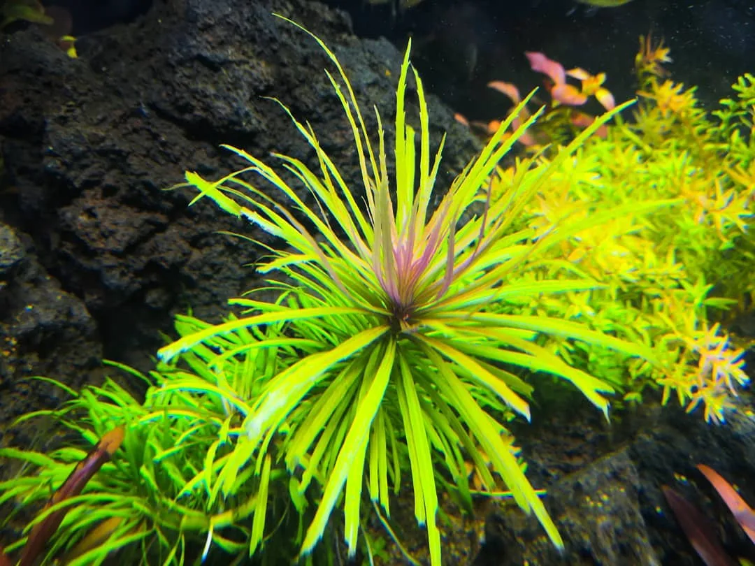Plant FAQs: Pogostemon Stellatus
