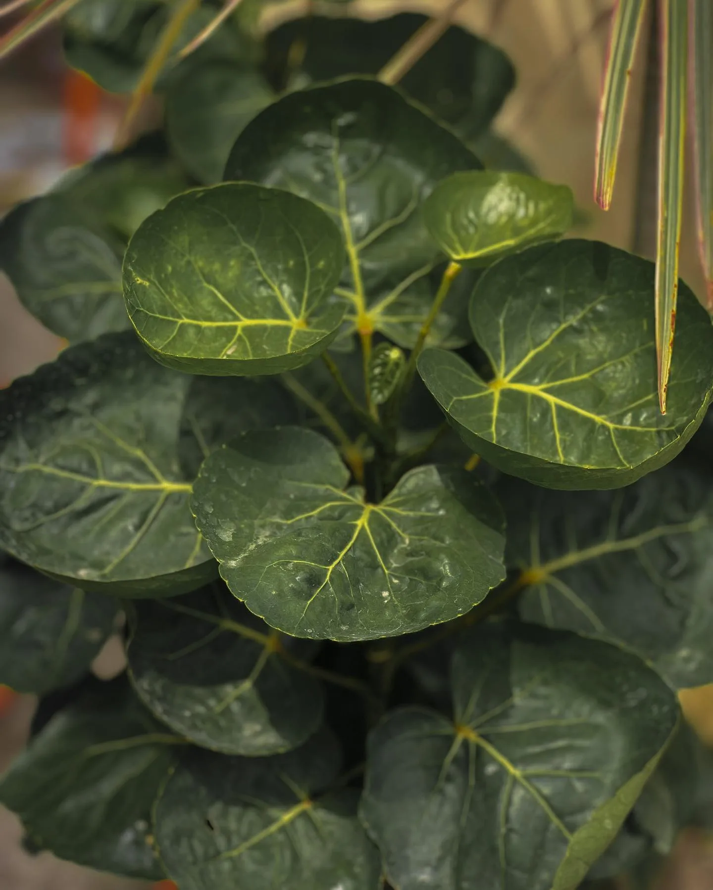 Plant FAQs: Polyscias Scutellaria