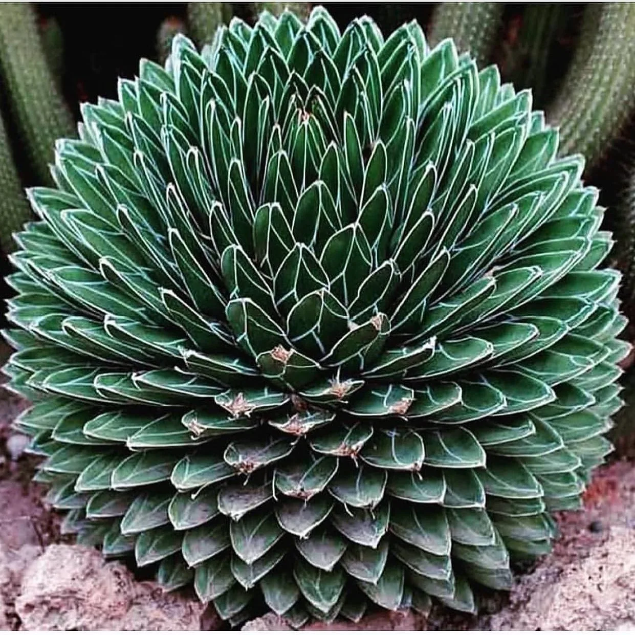 Plant FAQs: Agave victoriae-reginae - Queen Victoria Agave