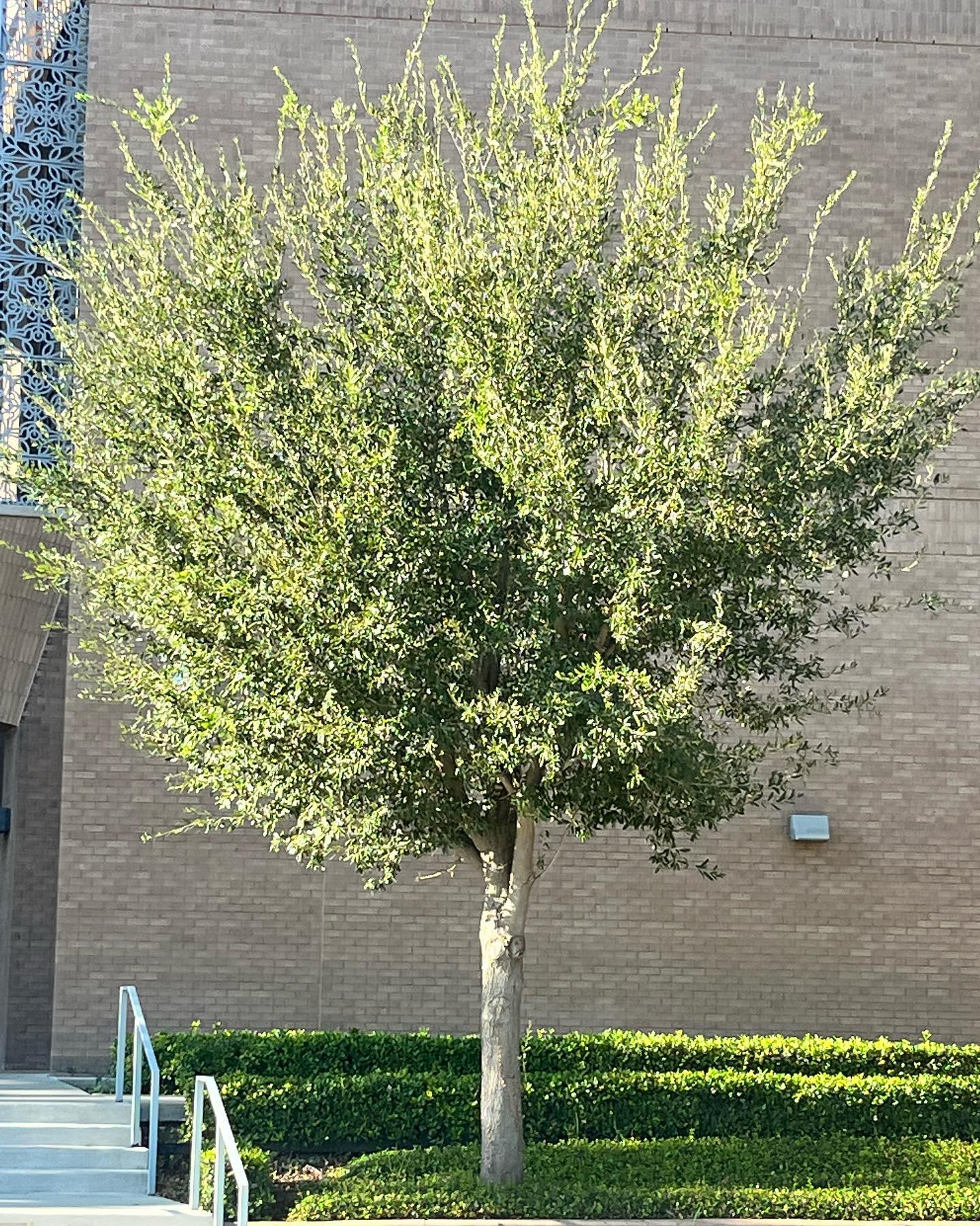 Plant FAQs: Quercus Fusiformis