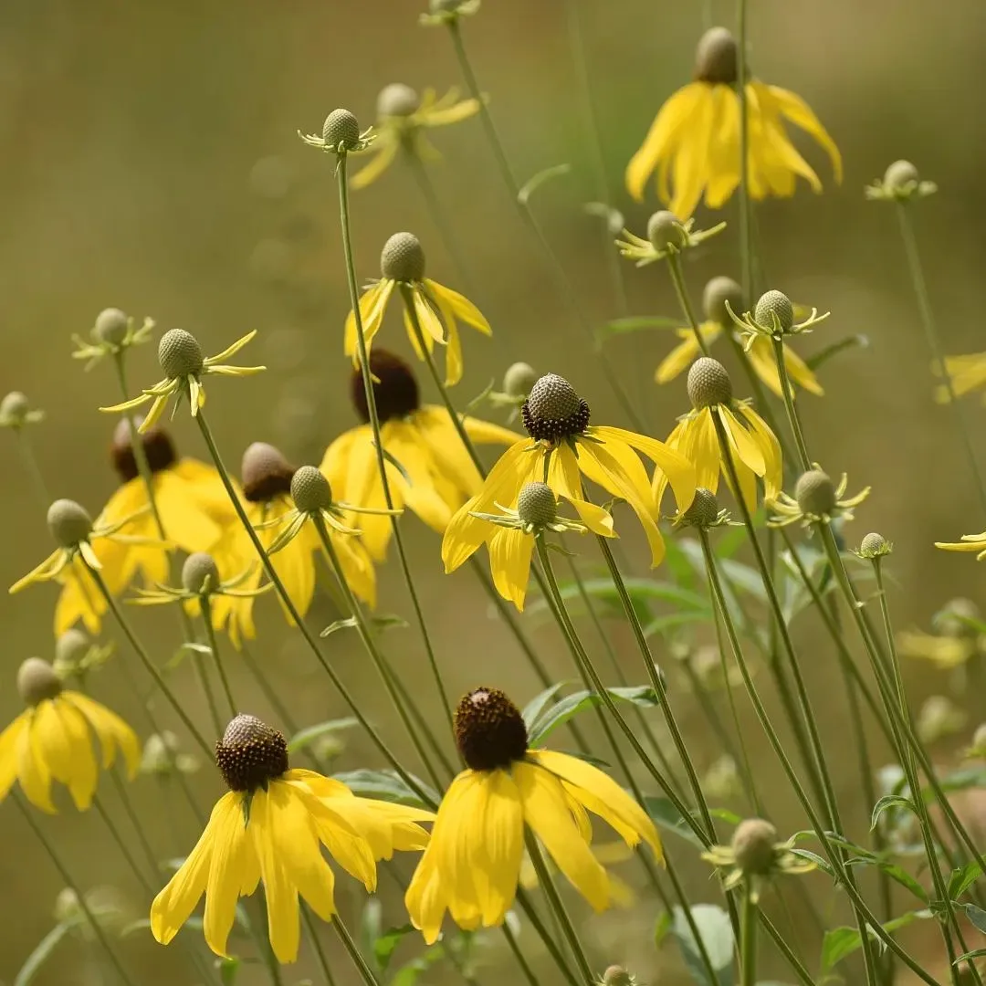 Plant FAQs: Ratibida Pinnata