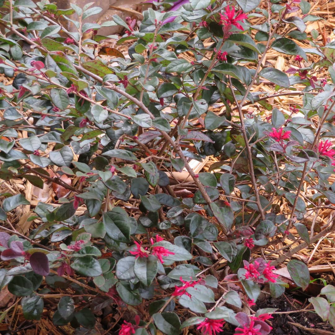 Plant FAQs: Loropetalum Chinense Shang-Red - Red Diamond Loropetalum