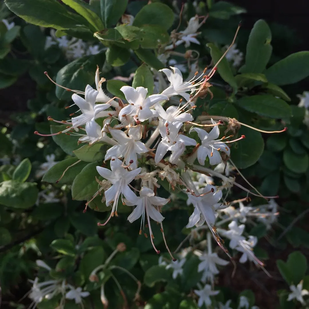 Plant FAQs: Rhododendron Viscosum - Swamp Azalea