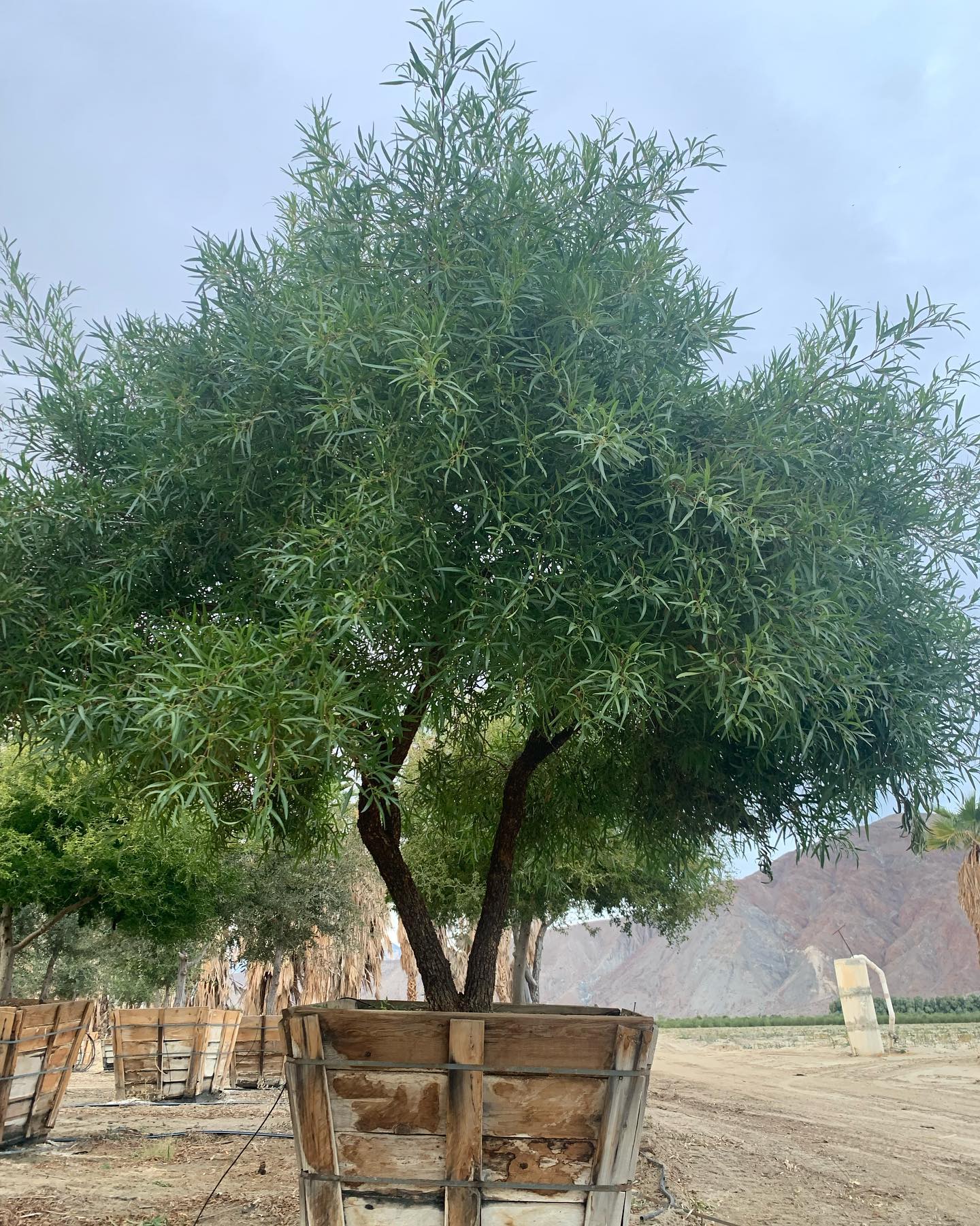 Plant FAQs: Rhus Lancea