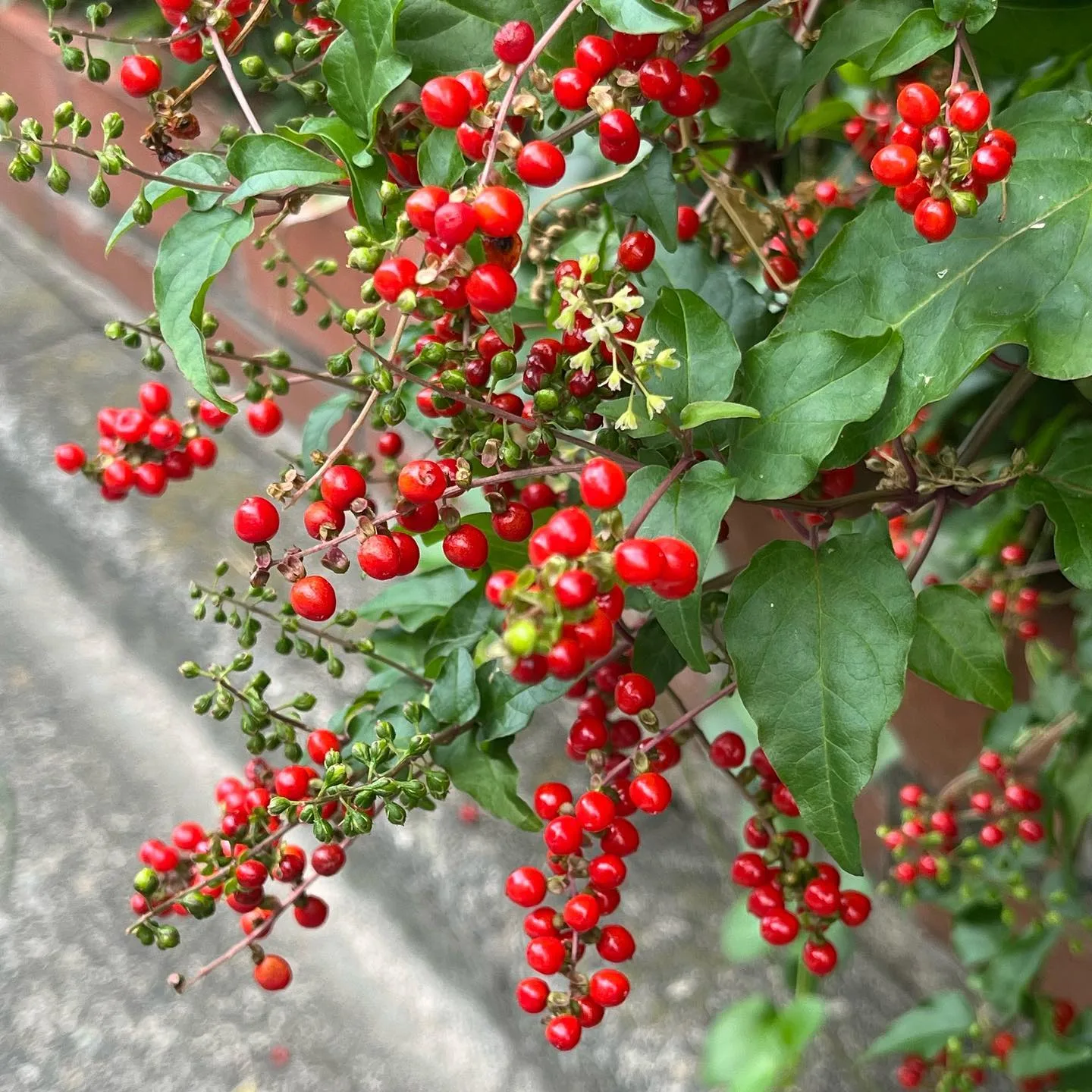 Plant FAQs: Rivina Humilis
