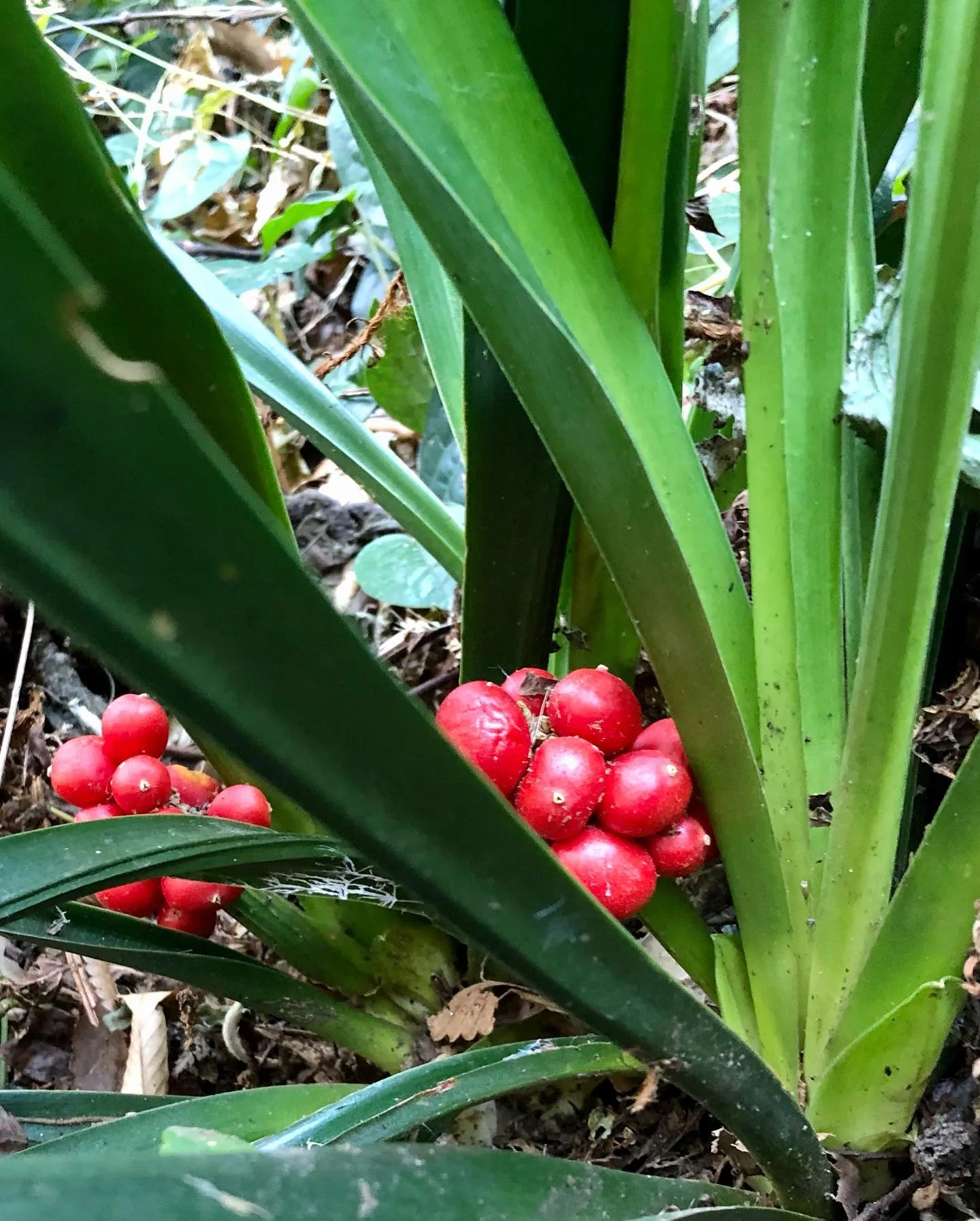 Plant FAQs: Rohdea Japonica