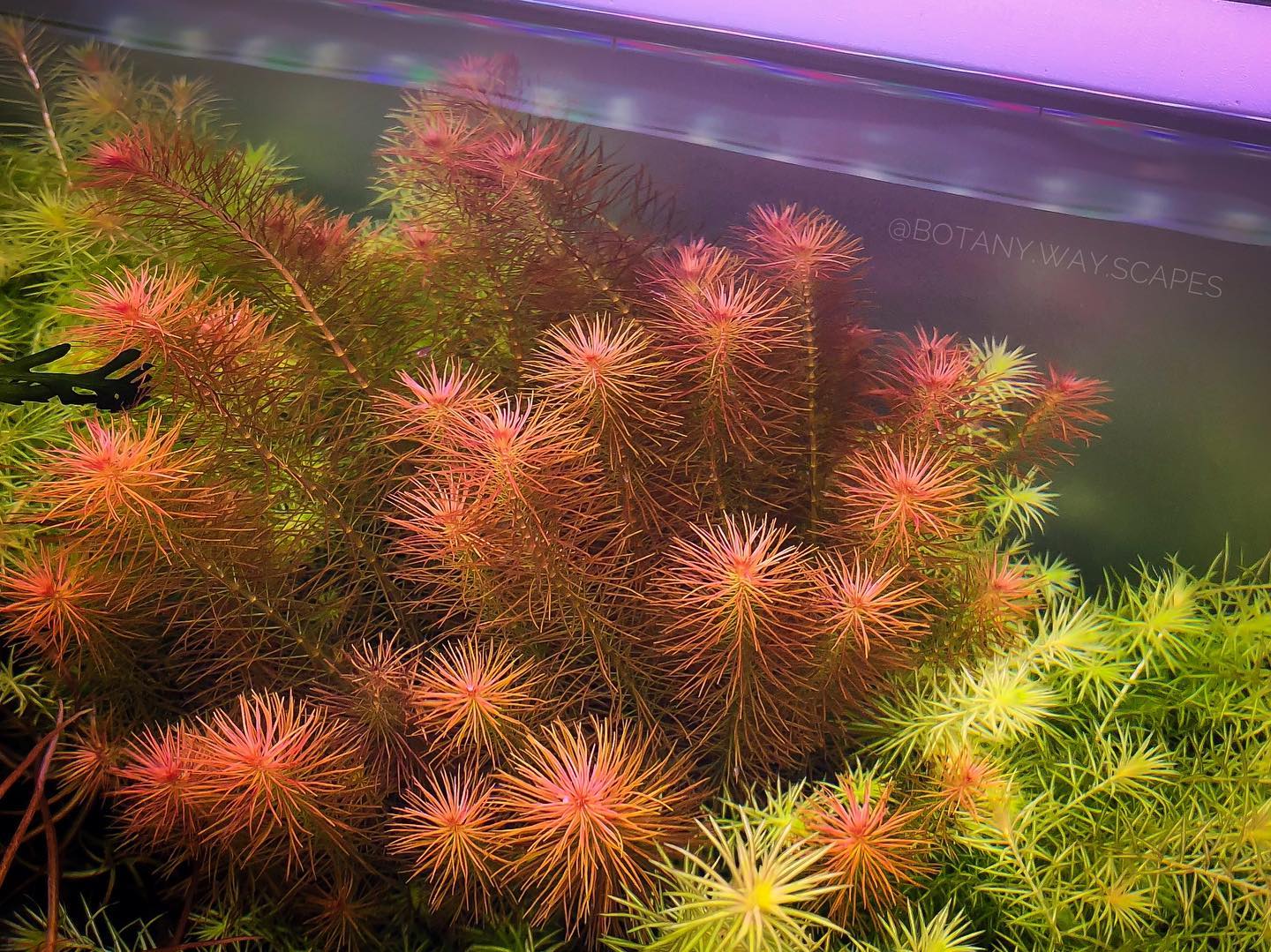 Plant FAQs: Rotala Wallichii
