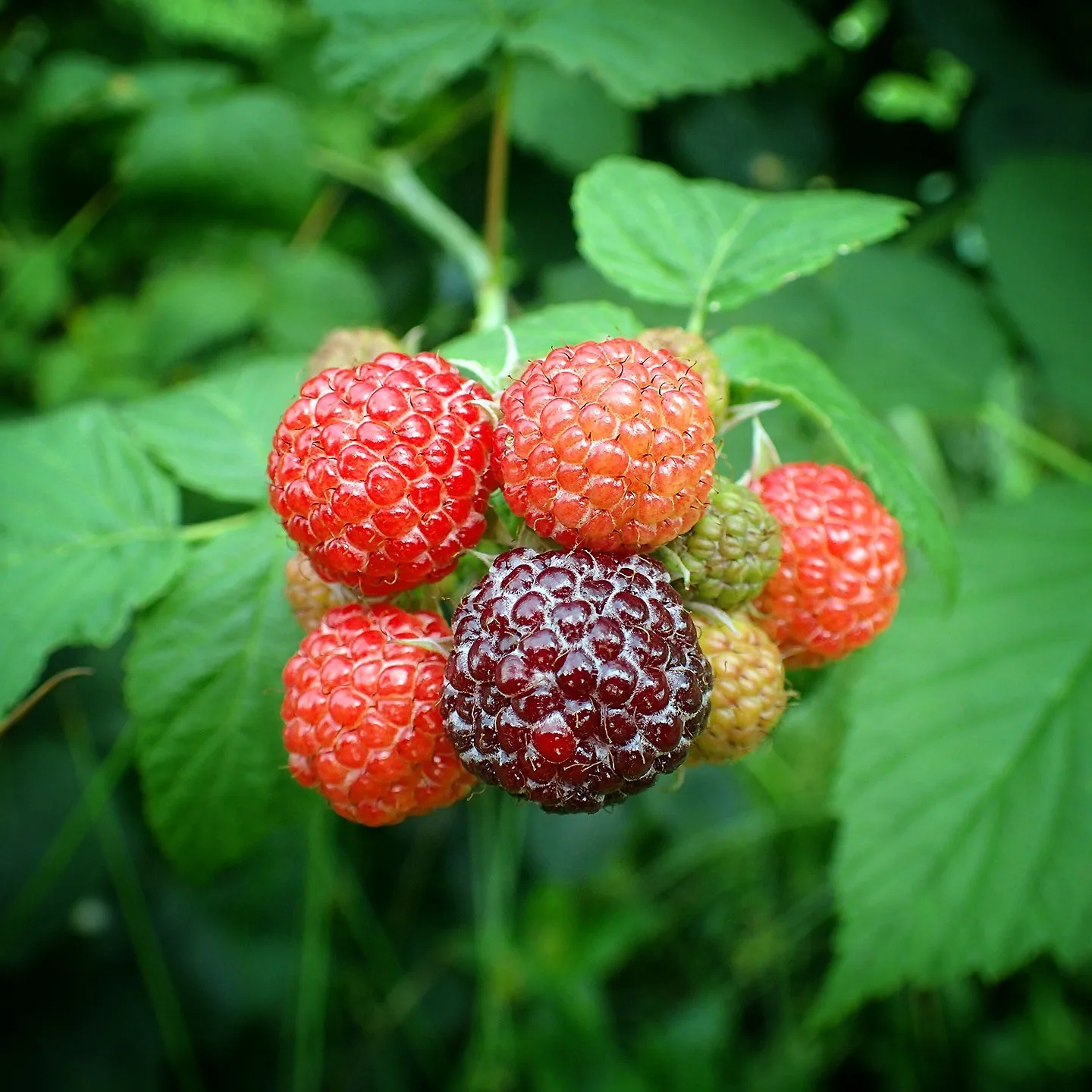 Plant FAQs: Rubus Loganobaccus - Loganberry