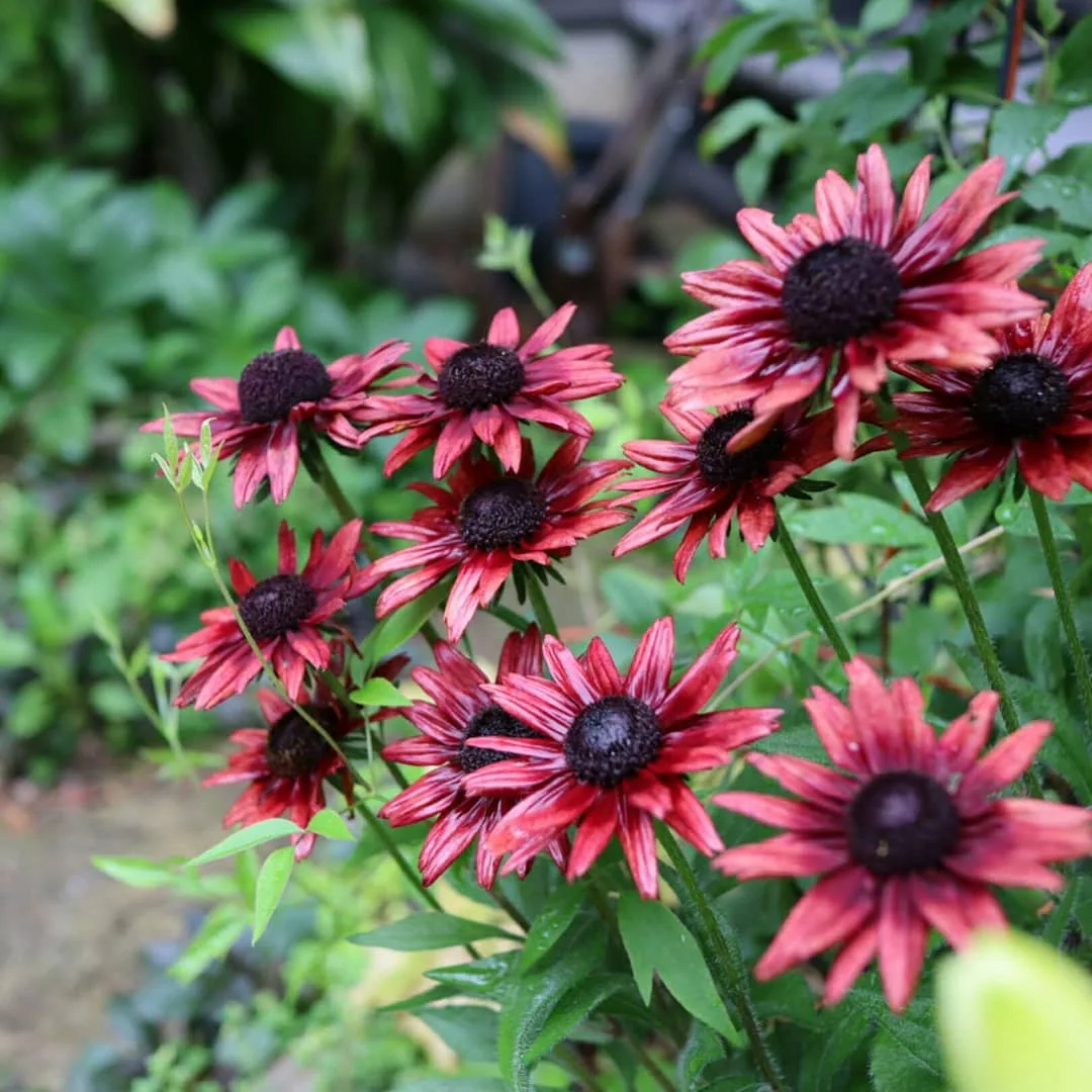 Plant FAQs: Rudbeckia Cherry Brandy