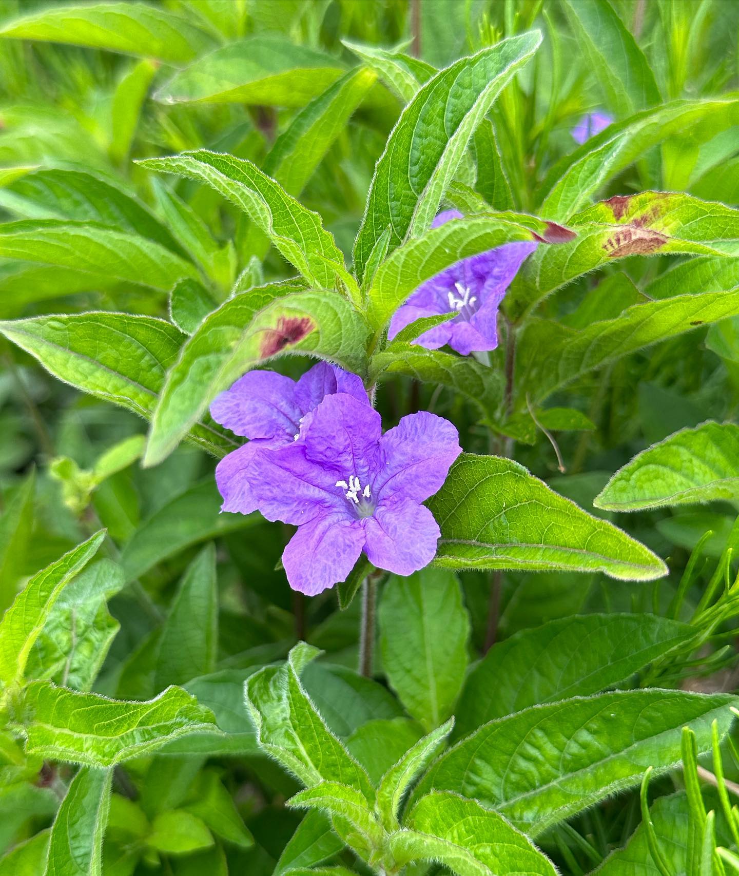 Plant FAQs: Ruellia Caroliniensis - Carolina Wild Petunia
