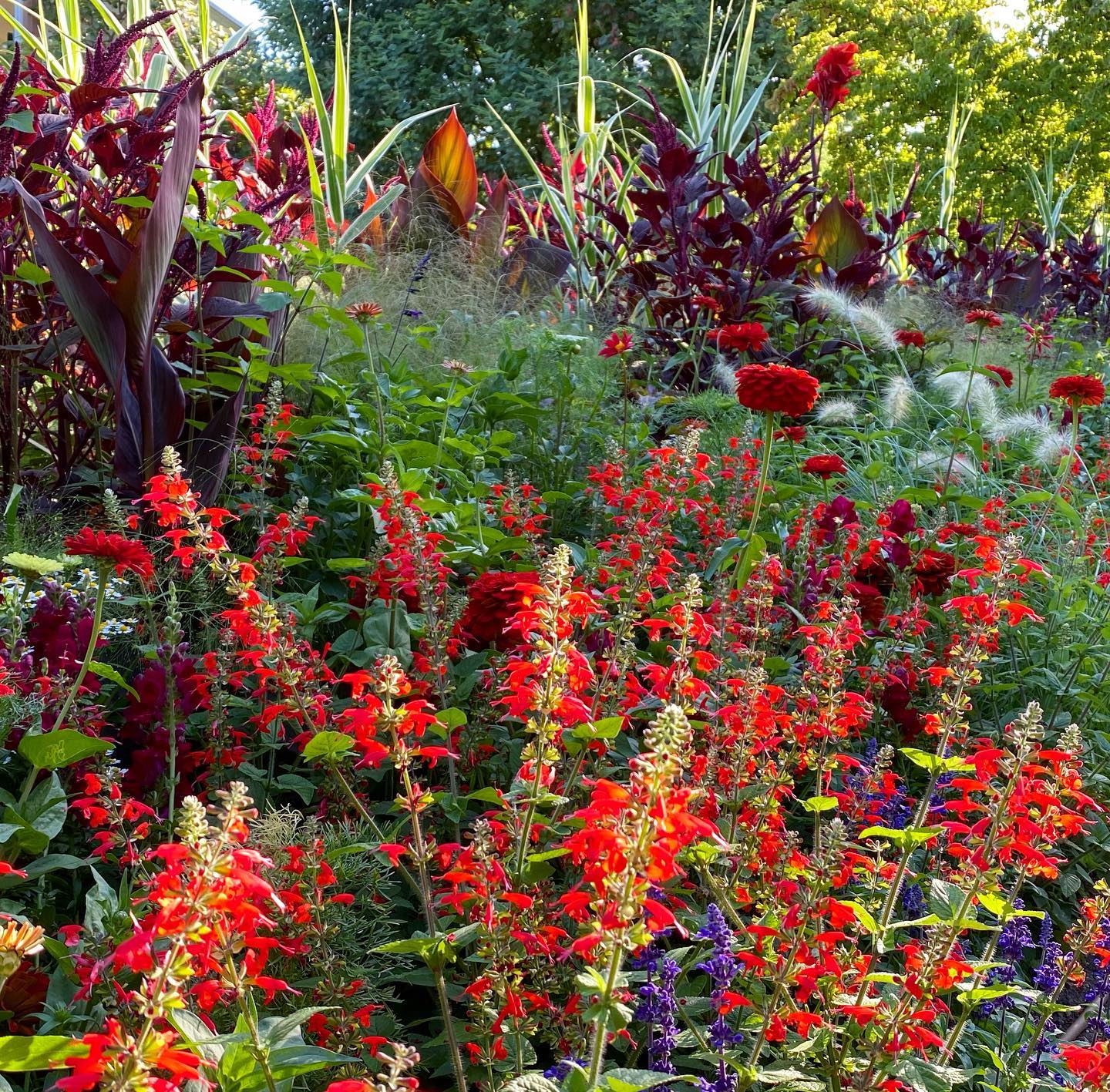 Plant FAQs: Salvia Coccinea