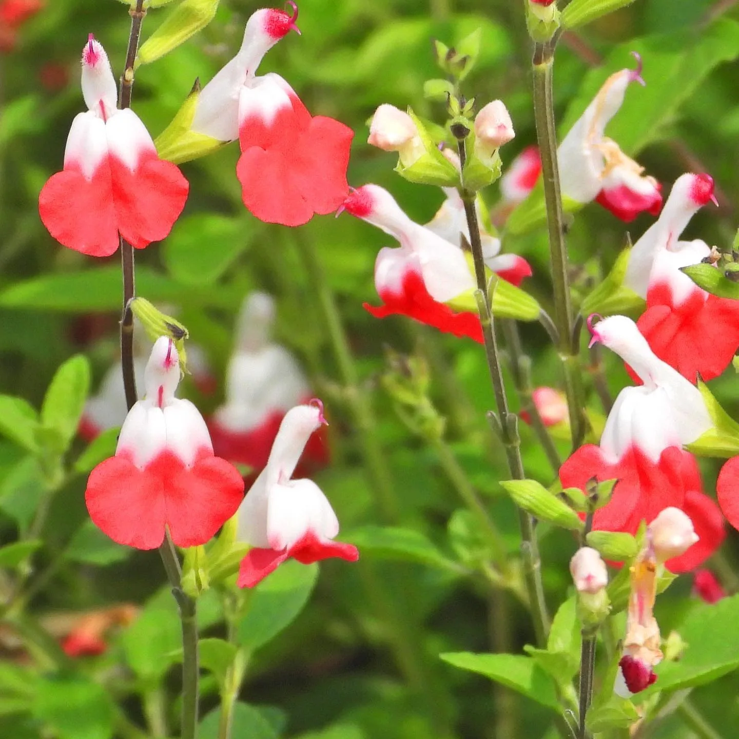 Plant FAQs: Salvia Microphylla - Baby Sage