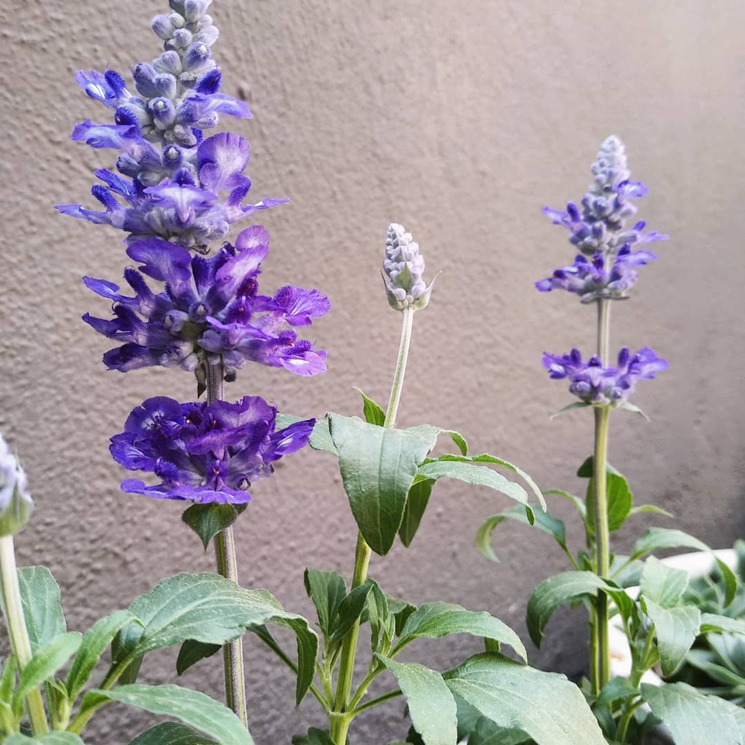 Plant FAQs: Salvia Victoria Blue
