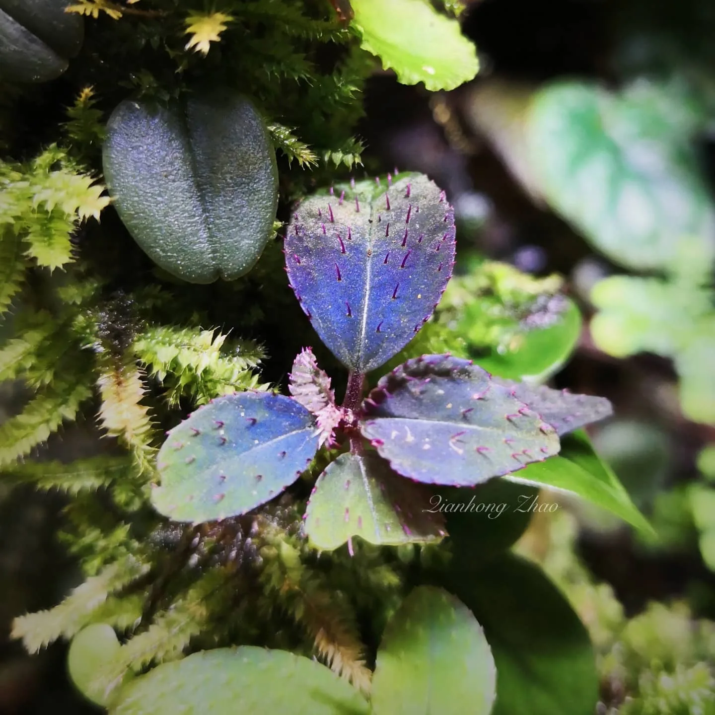 Plant FAQs: Sarcopyramis
