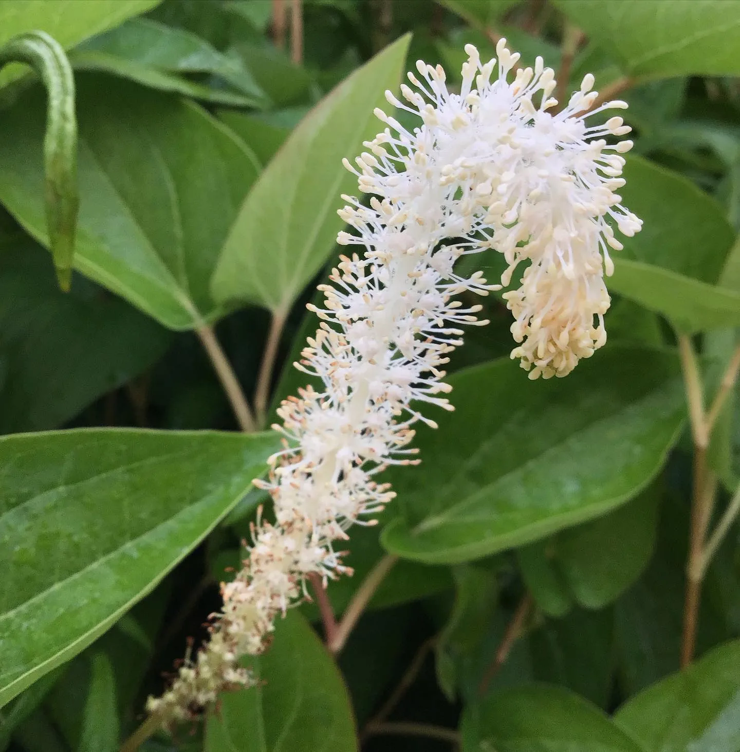 Plant FAQs: Saururus Cernuus - Lizard's Tail