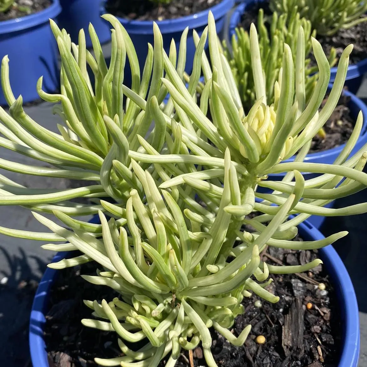 Plant FAQs: Senecio Barbertonicus - Kleinia Barbertonica