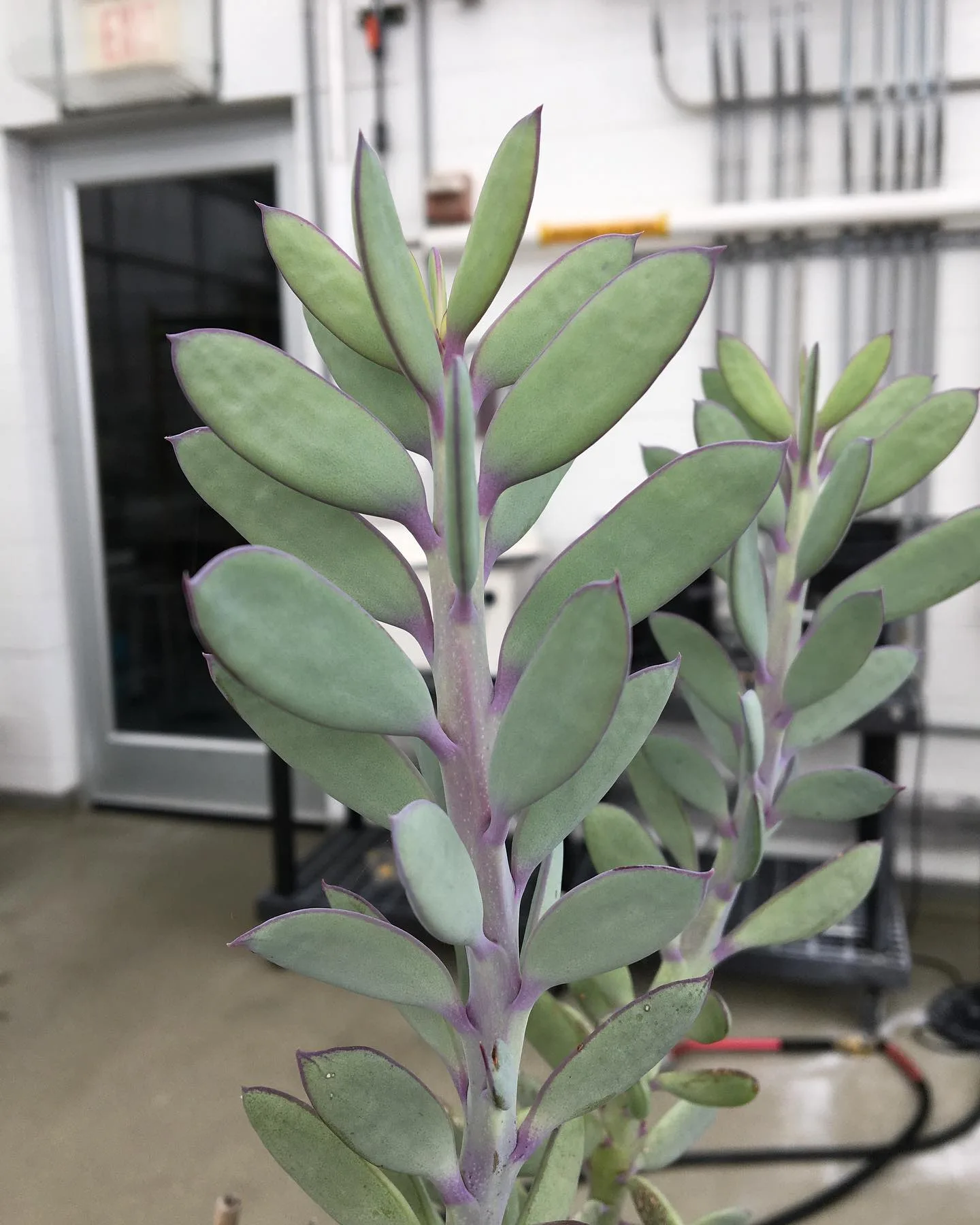 Plant FAQs: Senecio Crassissimus