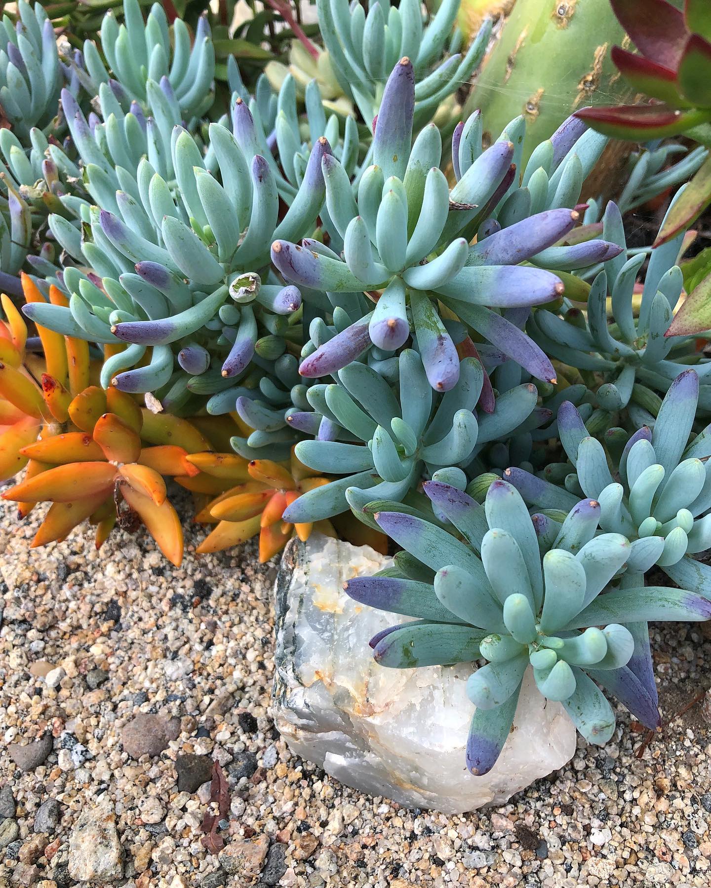 Plant FAQs: Senecio Serpens - Curio Repens - Blue Chalksticks Succulent