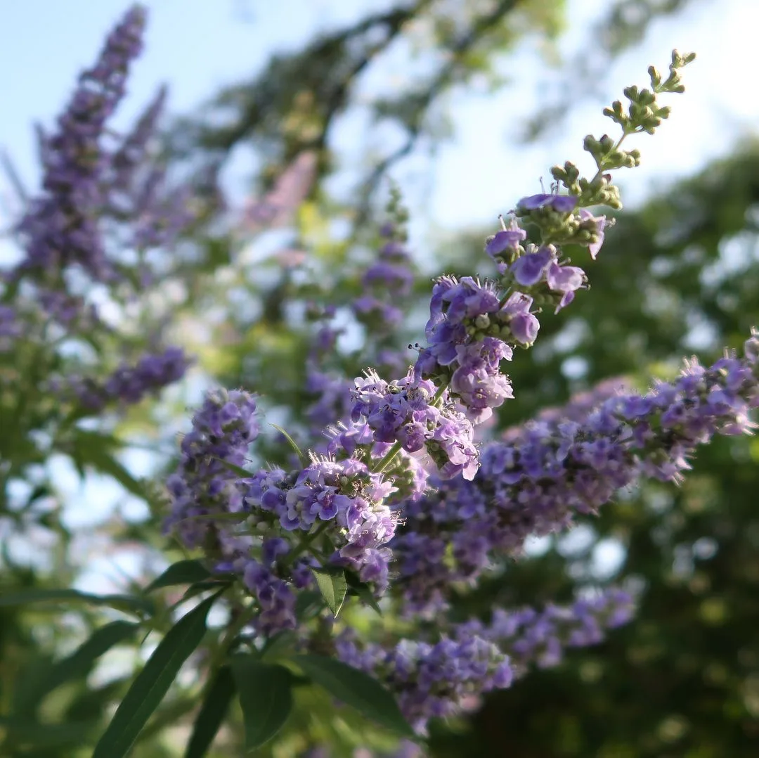 Plant FAQs: Vitex Agnus Shoal Creek - Shoal Creek Vitex
