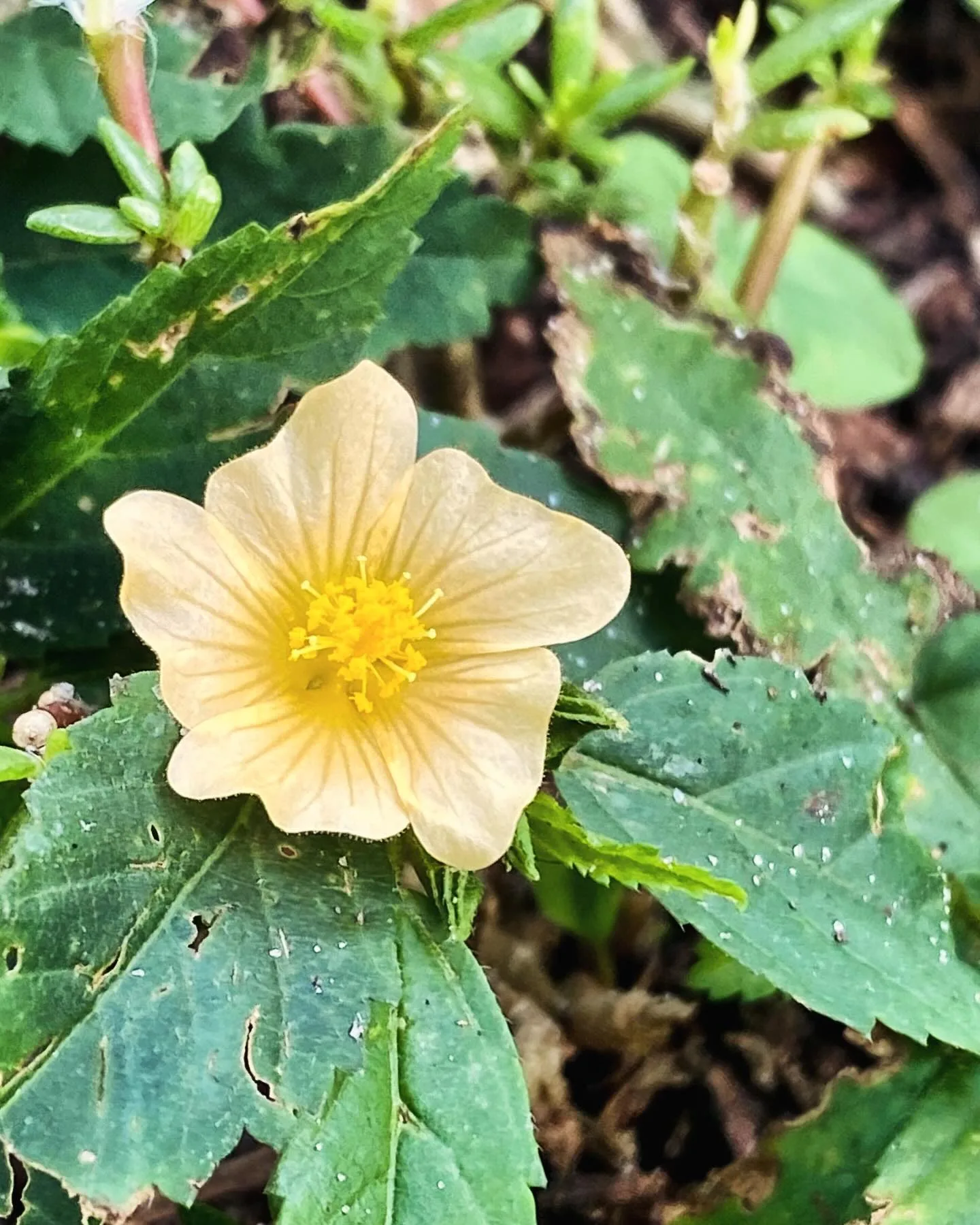 Plant FAQs: Sida Acuta