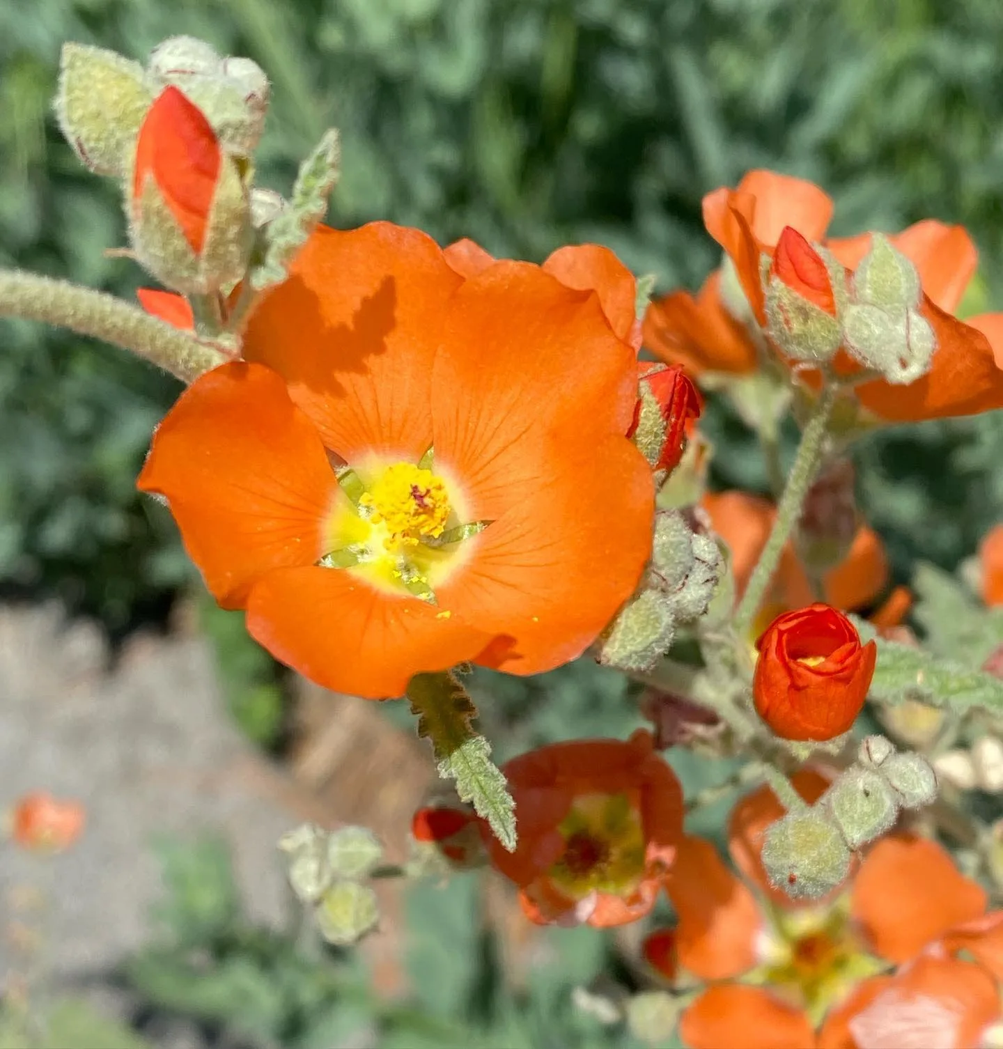 Plant FAQs: Sphaeralcea Ambigua