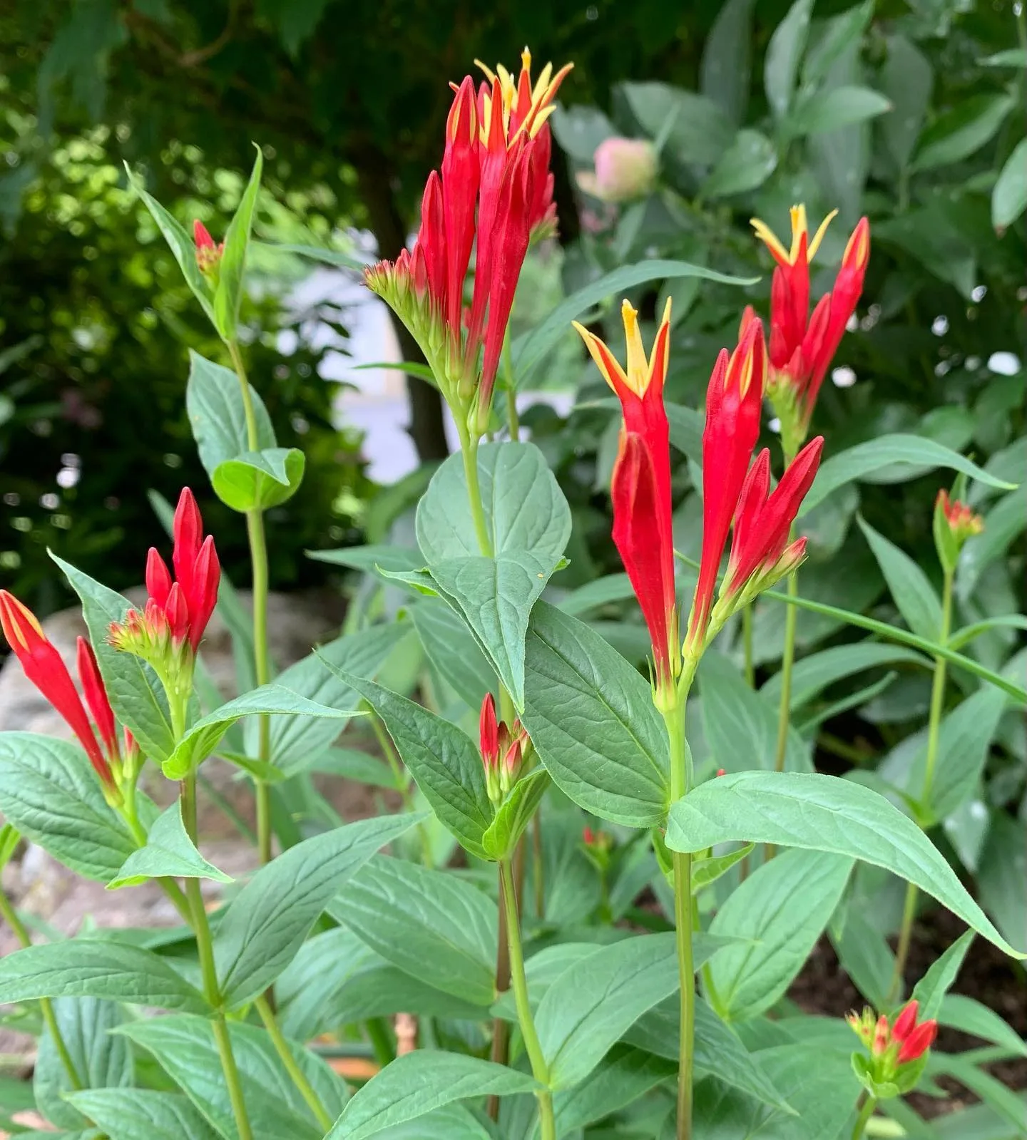 Plant FAQs: Spigelia Marilandica