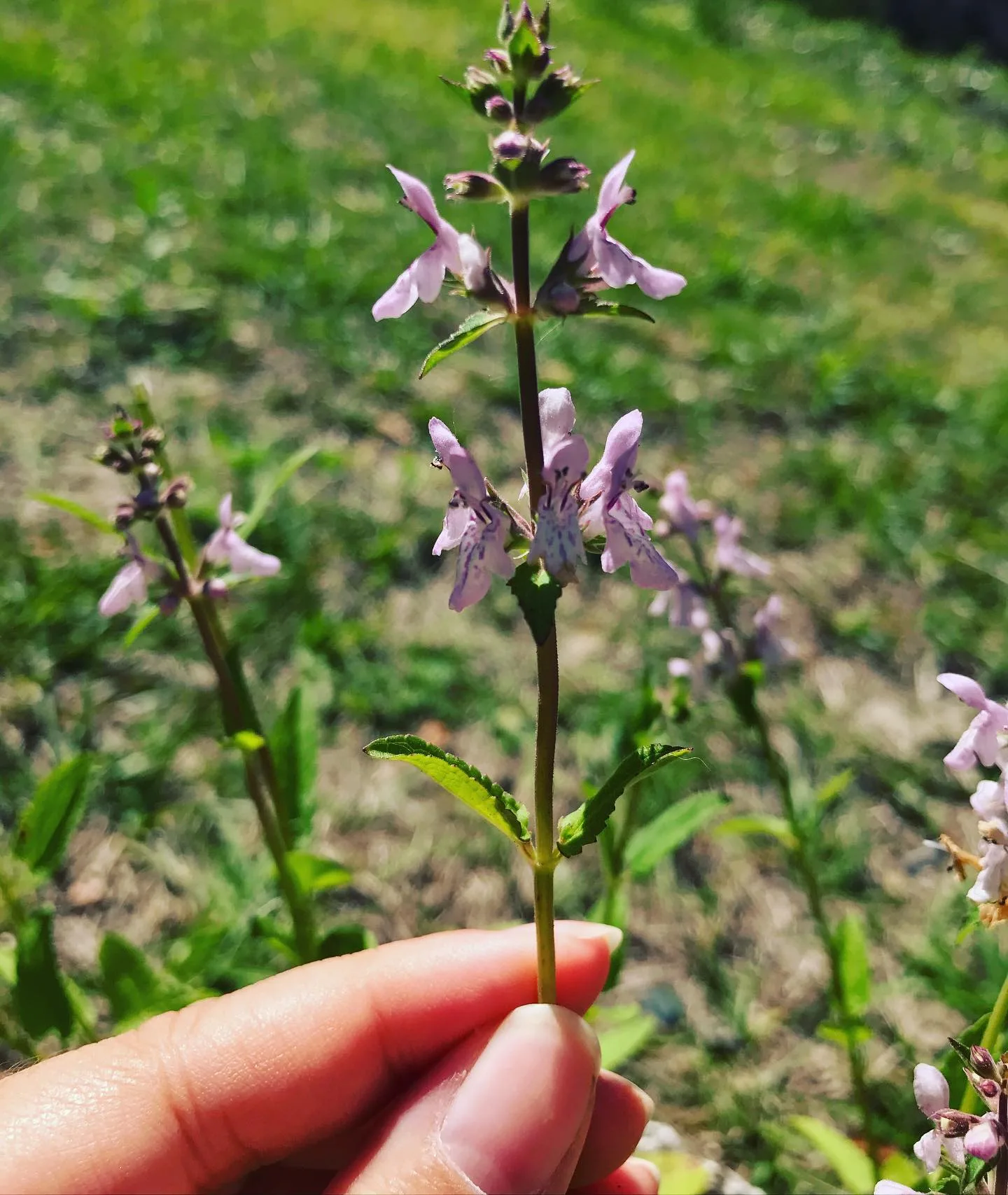 Plant FAQs: Stachys Floridana
