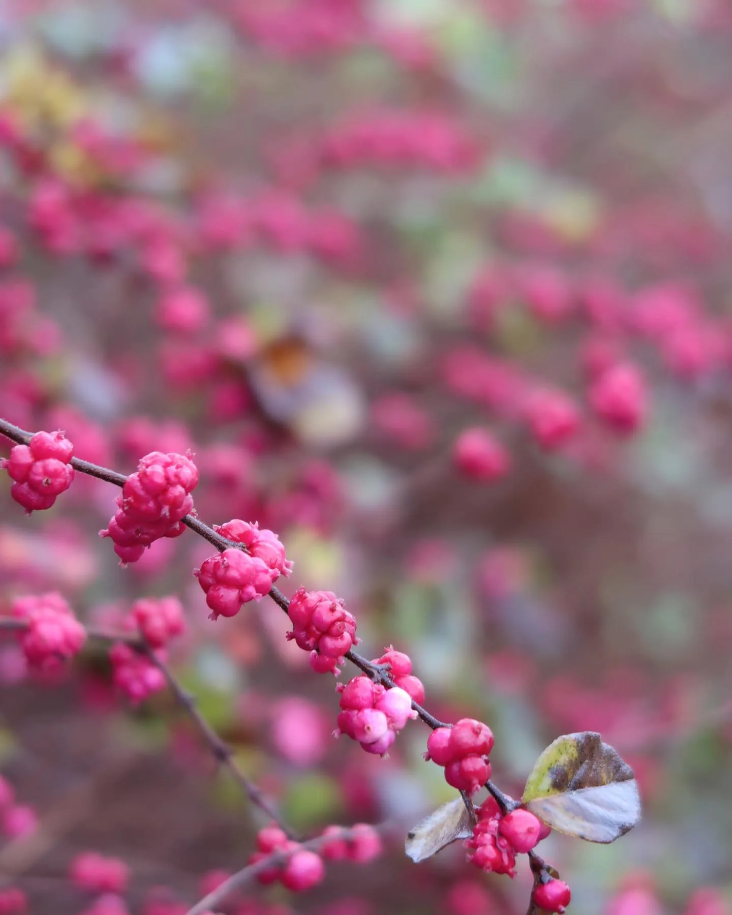 Plant FAQs: Symphoricarpos Orbiculatus - Coralberry