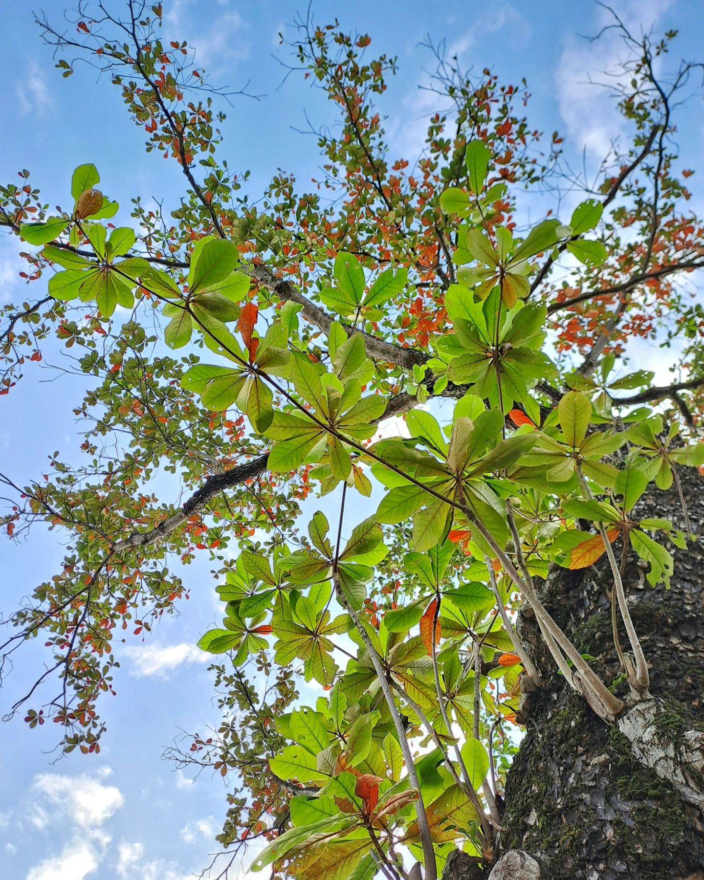 Plant FAQs: Terminalia Catappa - Indian Almond